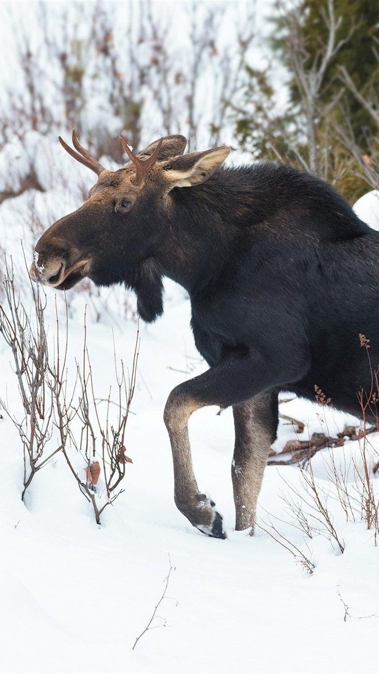 Winter Moose Wallpapers - Top Free Winter Moose Backgrounds ...