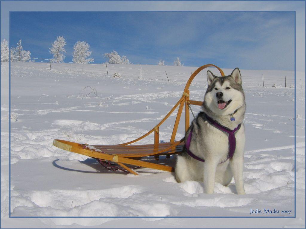Sled Dogs Wallpapers - Top Free Sled Dogs Backgrounds - WallpaperAccess