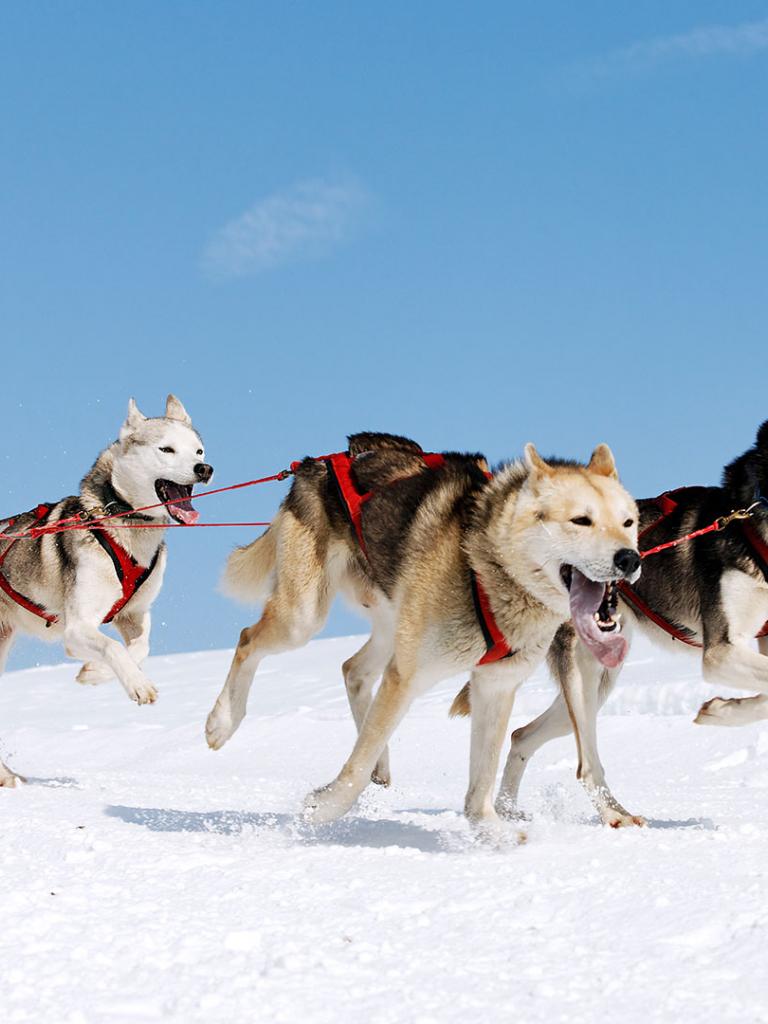 Sled Dogs Wallpapers - Top Free Sled Dogs Backgrounds - WallpaperAccess