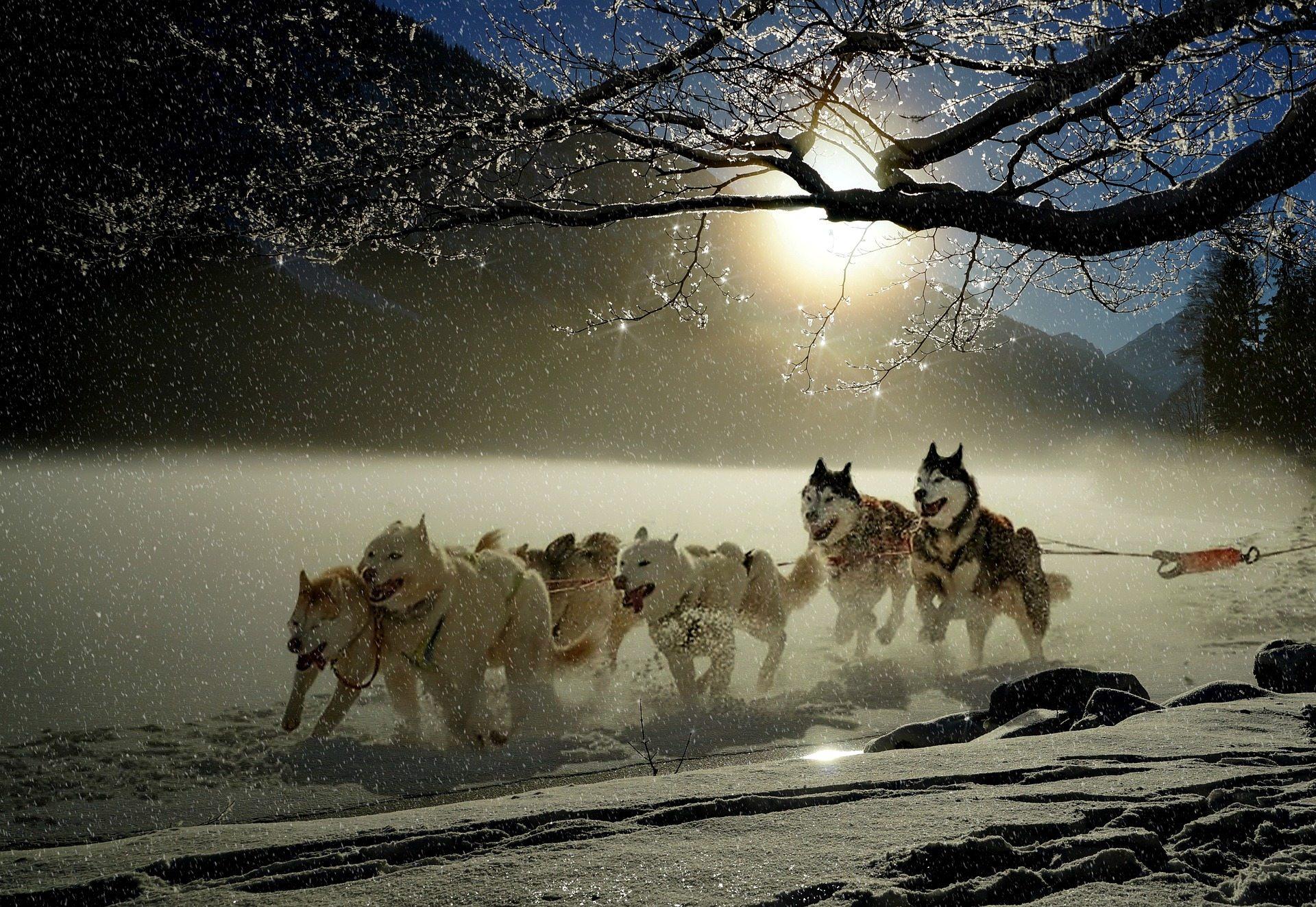 Sled Dogs Wallpapers - Top Free Sled Dogs Backgrounds - WallpaperAccess