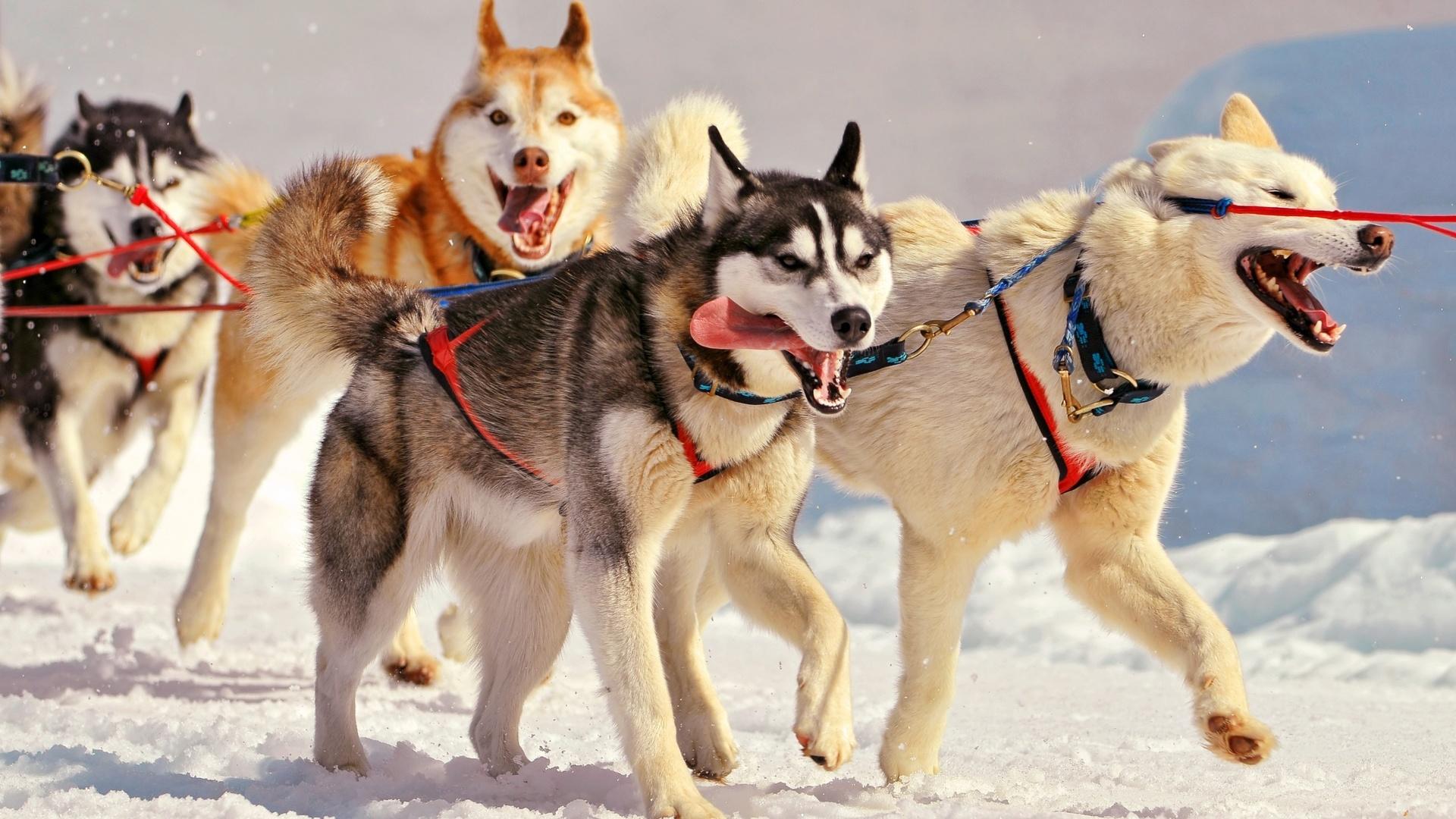 Sled Dogs Wallpapers - Top Free Sled Dogs Backgrounds - WallpaperAccess