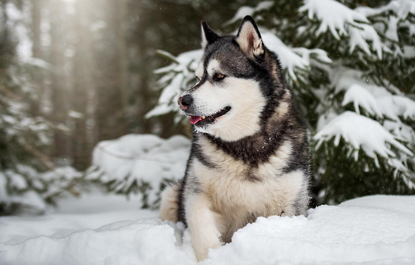 Sled Dogs Wallpapers - Top Free Sled Dogs Backgrounds - WallpaperAccess