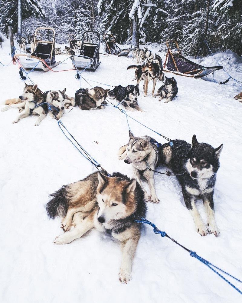 Sled Dogs Wallpapers - Top Free Sled Dogs Backgrounds - WallpaperAccess