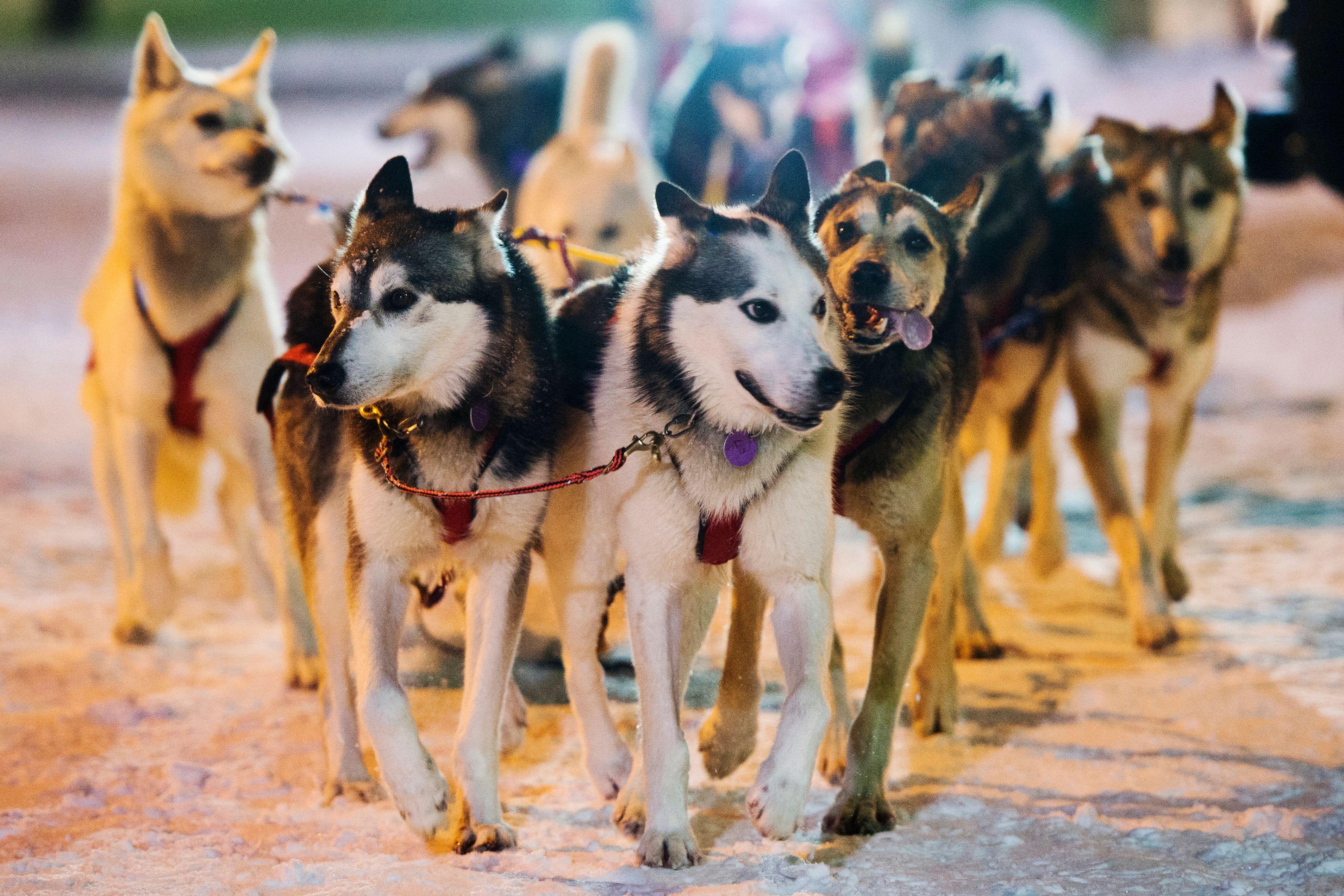Sled Dogs Wallpapers - Top Free Sled Dogs Backgrounds - WallpaperAccess