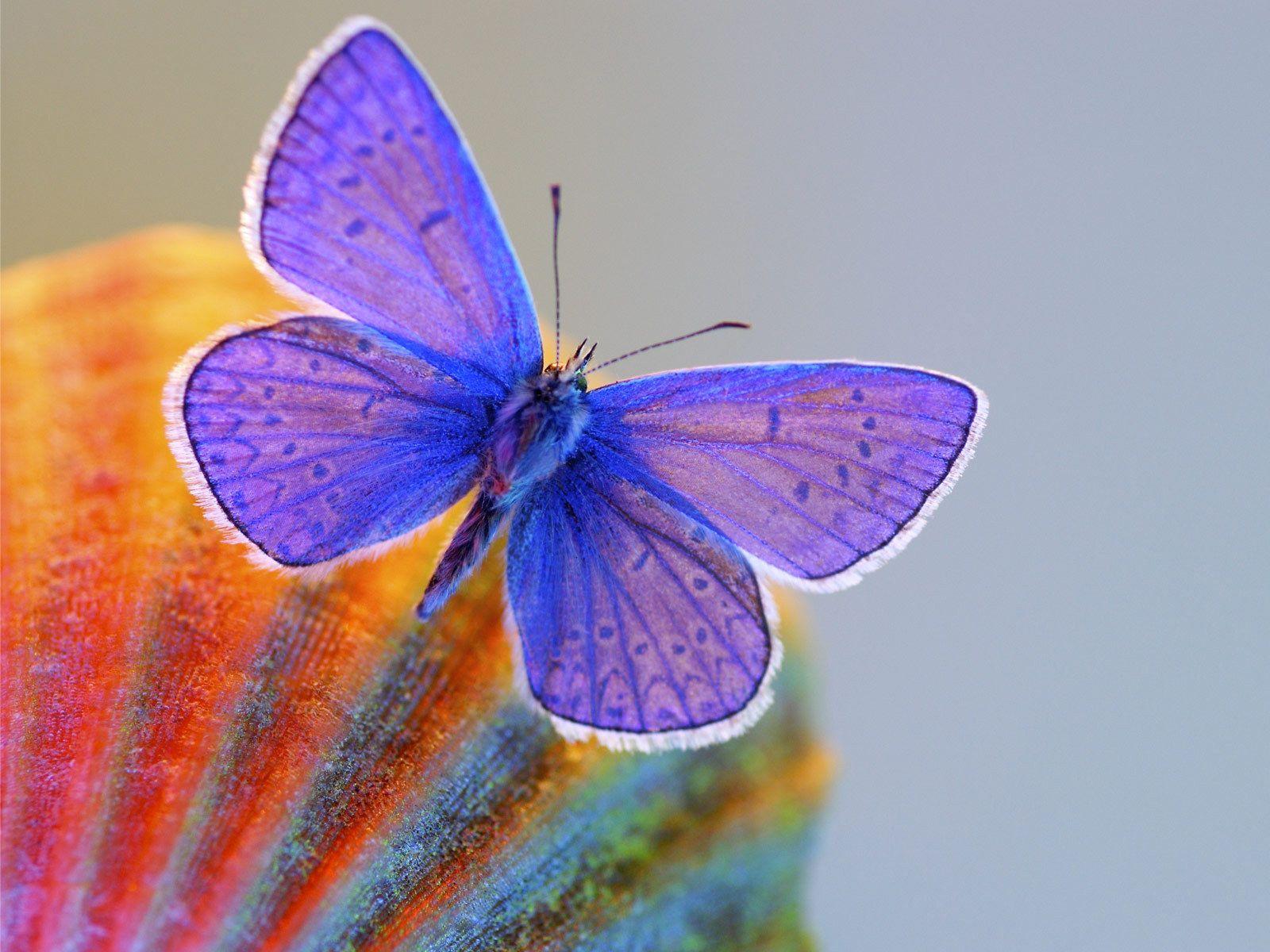 Blue and Purple Butterflies Wallpapers - Top Free Blue and Purple ...