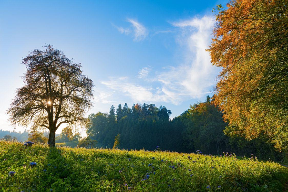 Morning Scenery Wallpapers - Top Free Morning Scenery Backgrounds ...