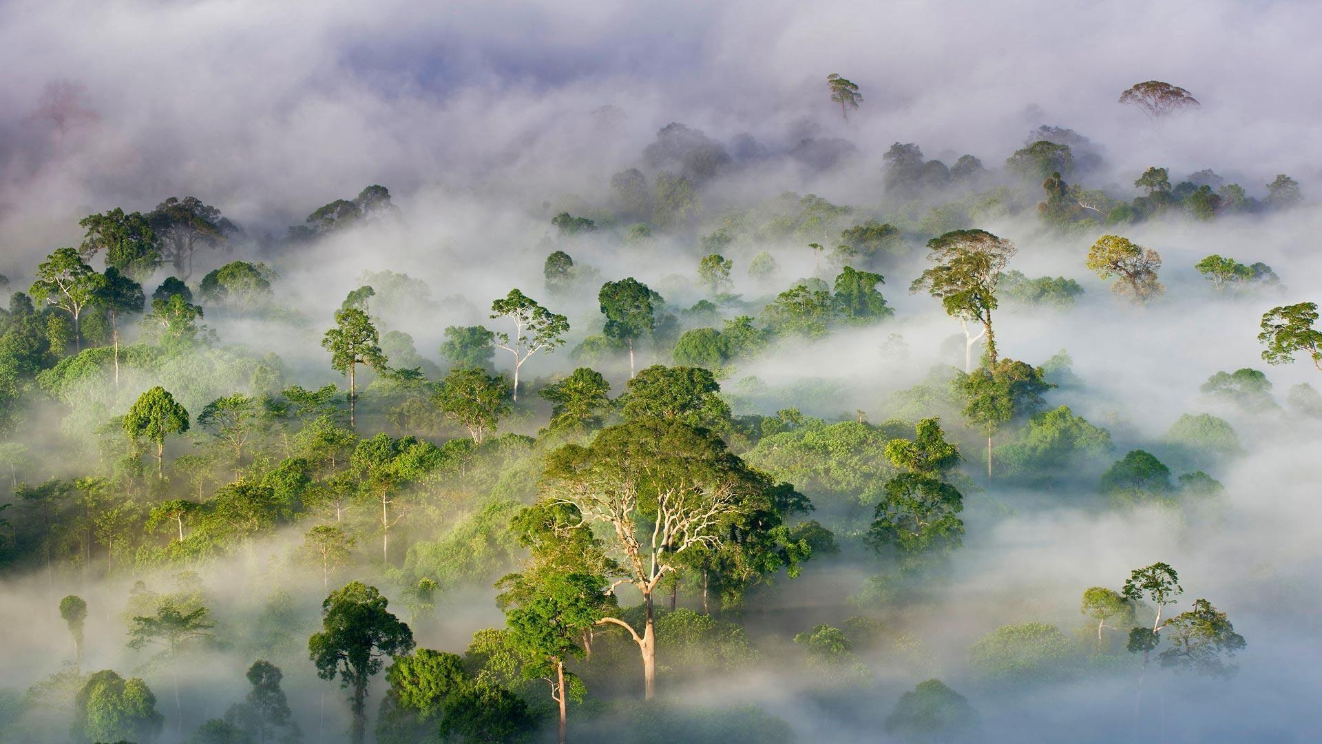 Kalimantan Wallpapers - Top Free Kalimantan Backgrounds - WallpaperAccess
