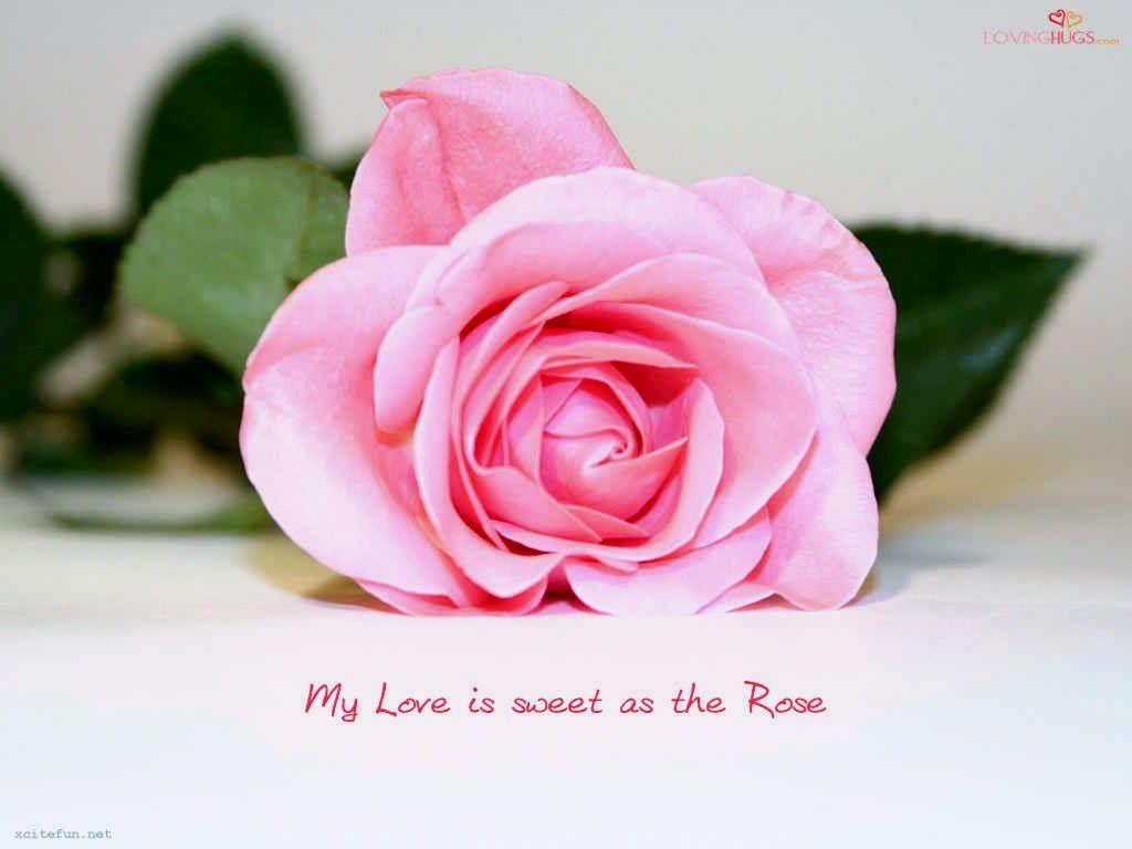 Rose Quotes Wallpapers - Top Free Rose Quotes Backgrounds - WallpaperAccess