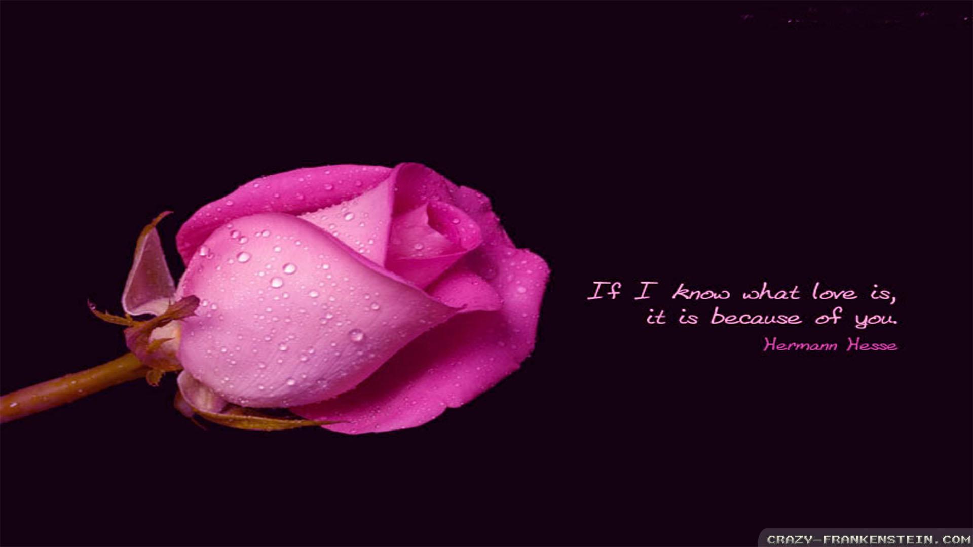 Rose Quotes Wallpapers - Top Free Rose Quotes Backgrounds - WallpaperAccess