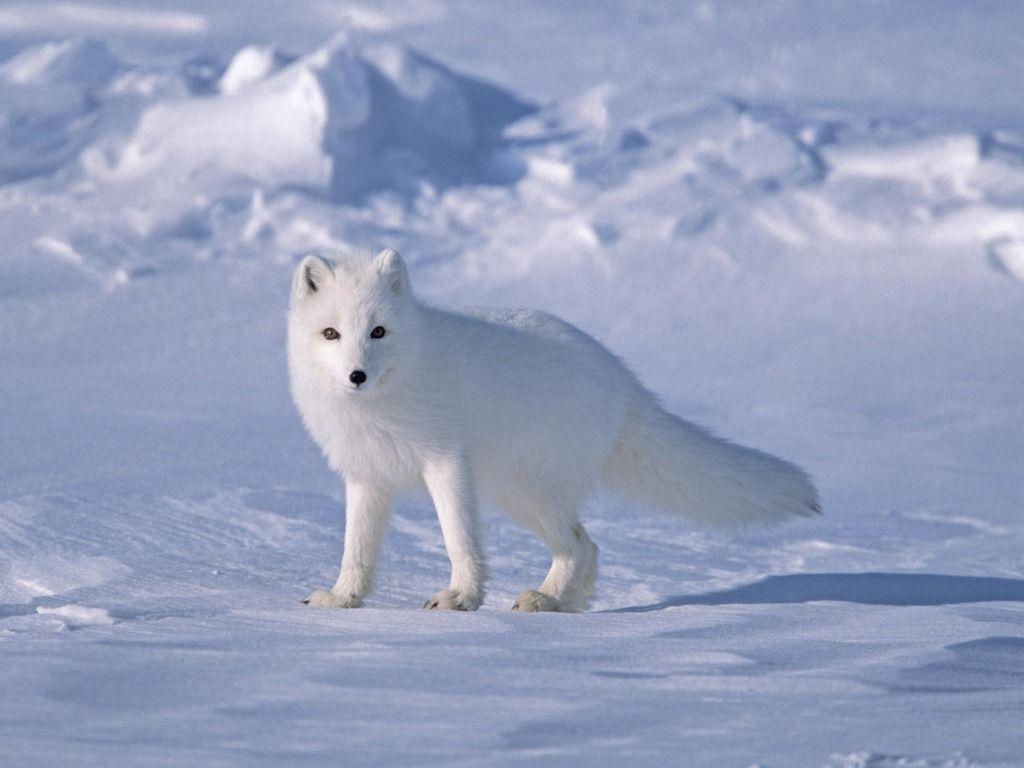 Ice Fox Wallpapers - Top Free Ice Fox Backgrounds - WallpaperAccess