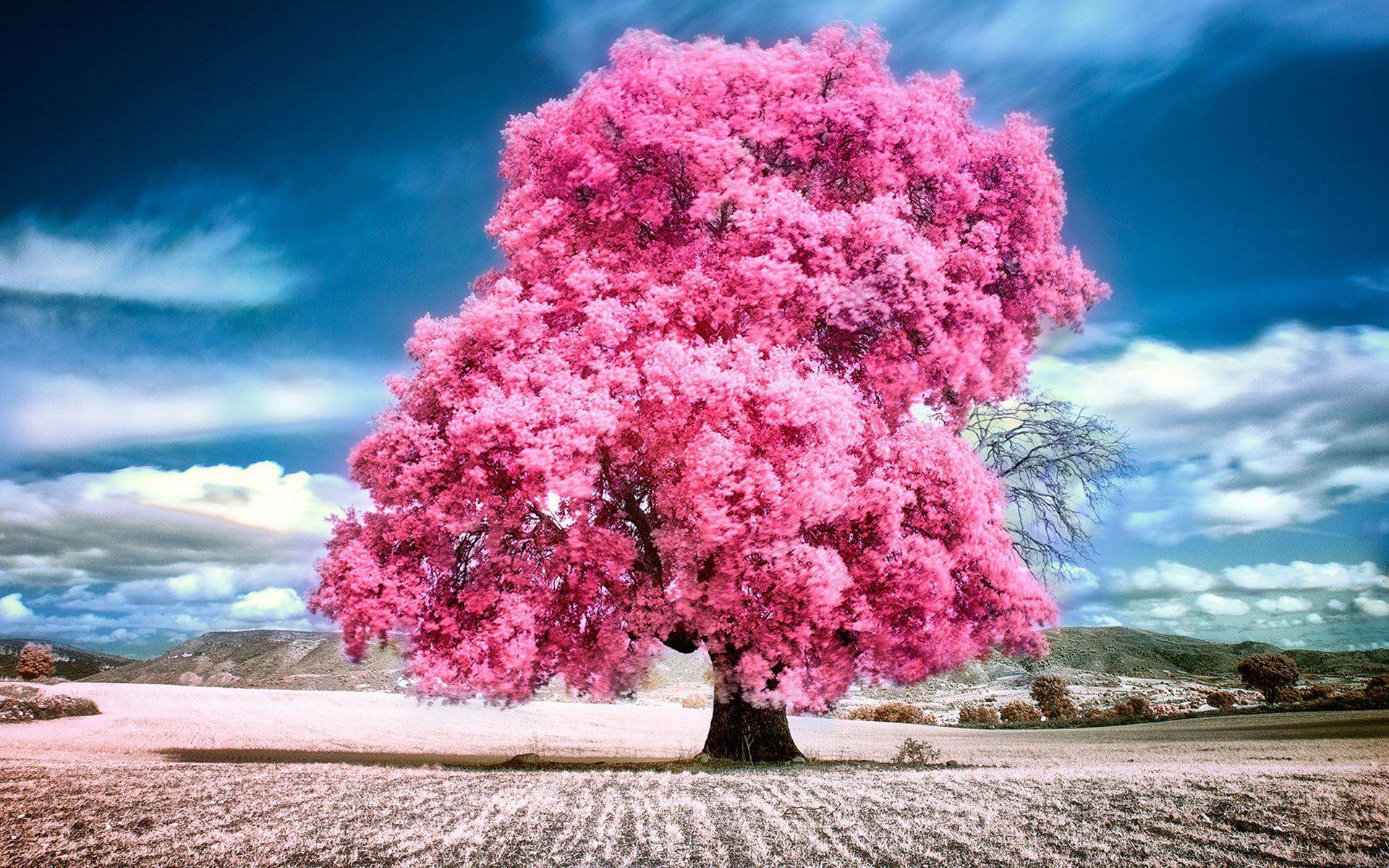 Beautiful Pink Tree Wallpapers - Top Free Beautiful Pink Tree ...