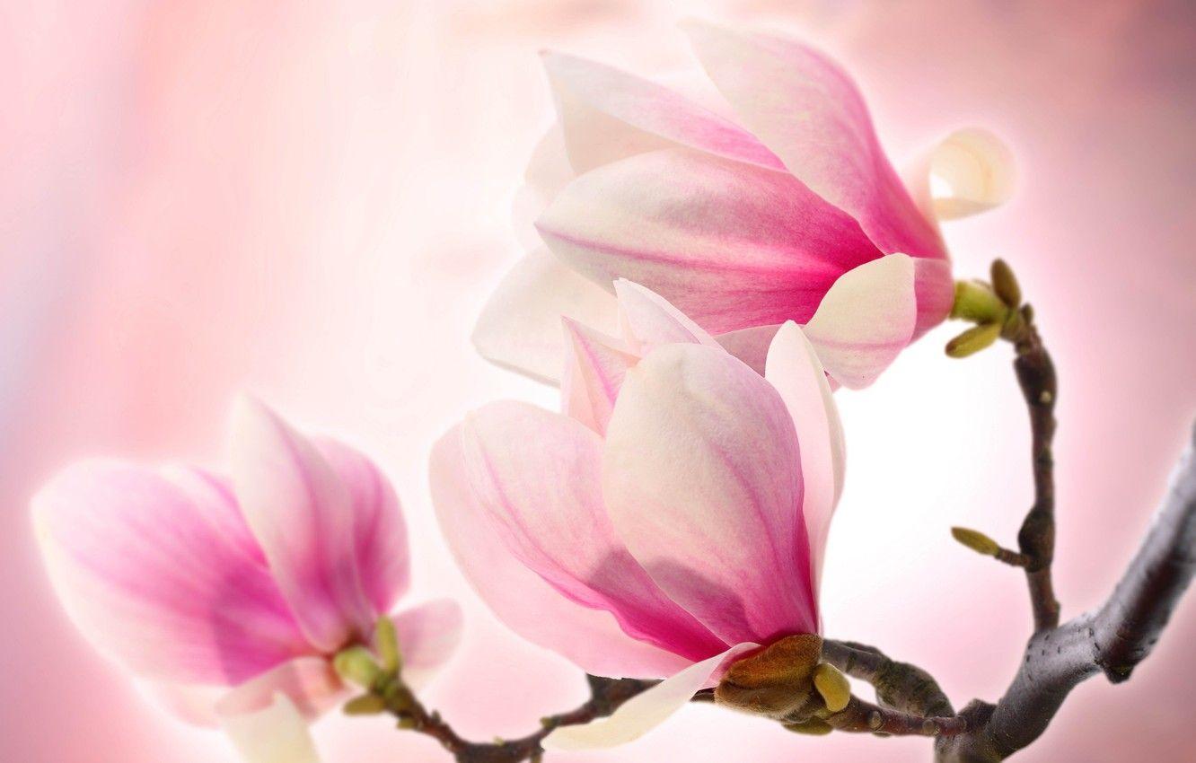 Pink Beauty Wallpapers - Top Free Pink Beauty Backgrounds - WallpaperAccess