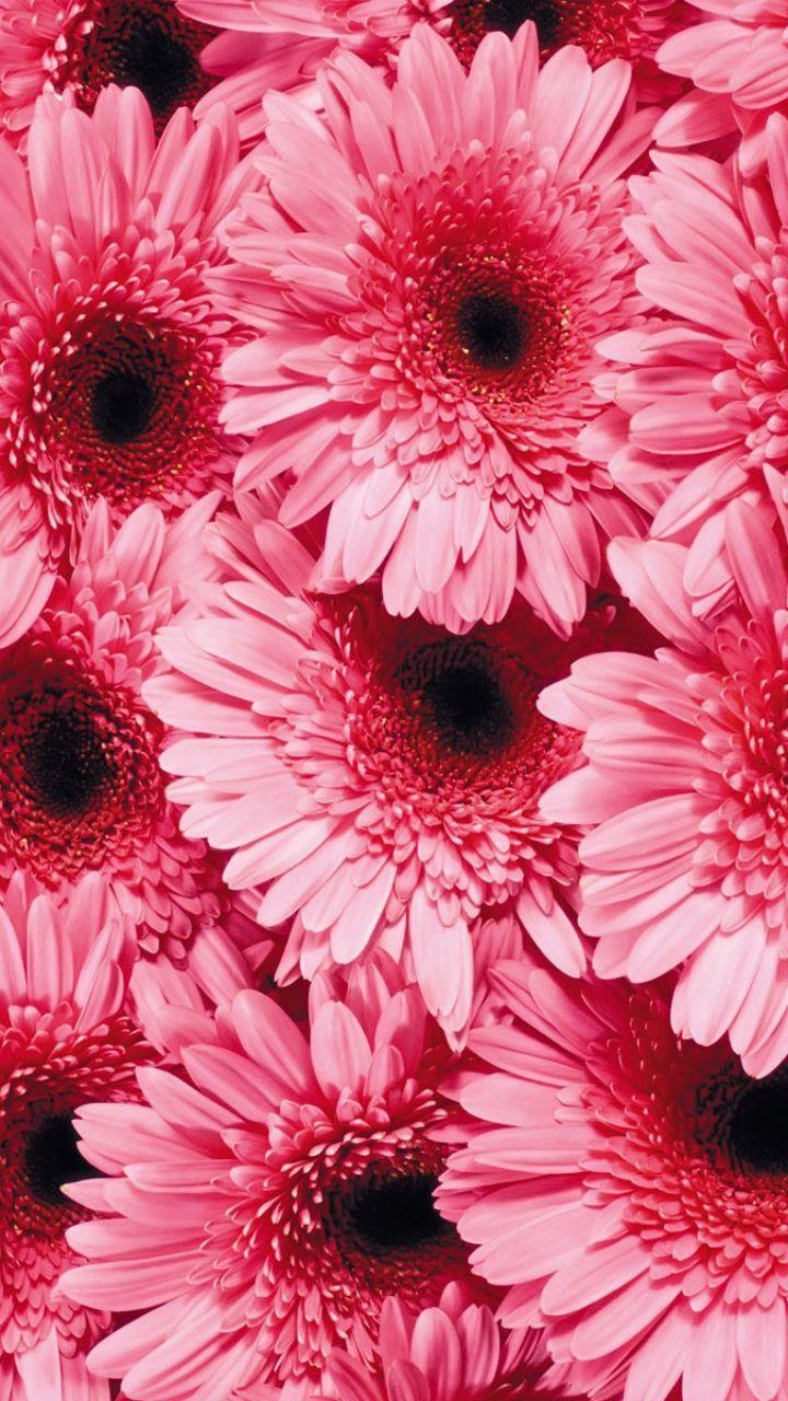 Pink Beauty Wallpapers - Top Free Pink Beauty Backgrounds - WallpaperAccess