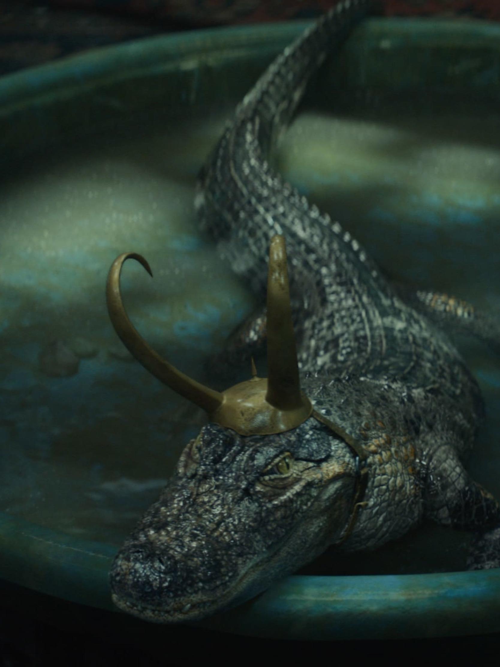 Alligator Loki Wallpapers - Top Free Alligator Loki Backgrounds ...