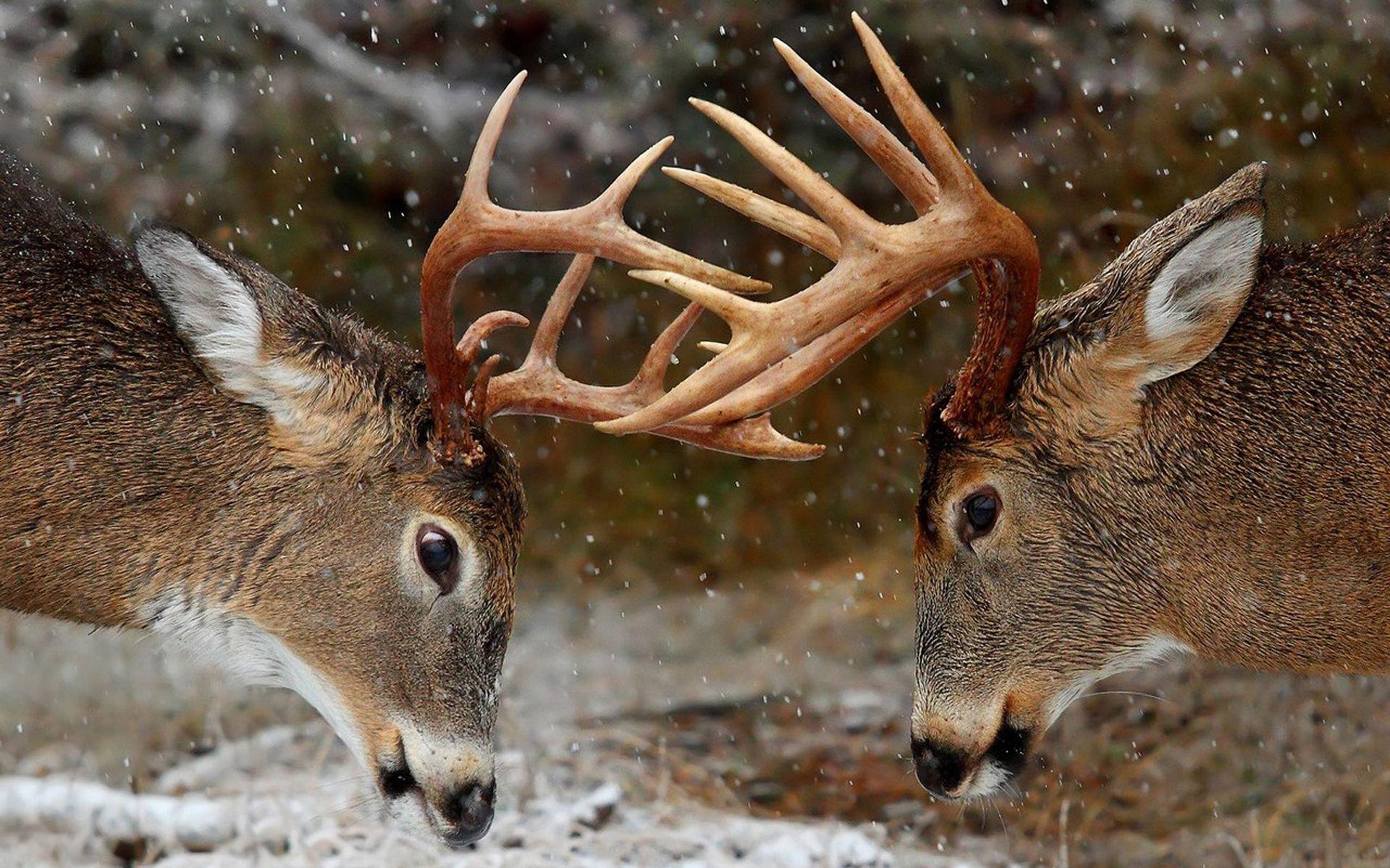 Whitetail Deer Hunting Wallpapers - Top Free Whitetail Deer Hunting ...