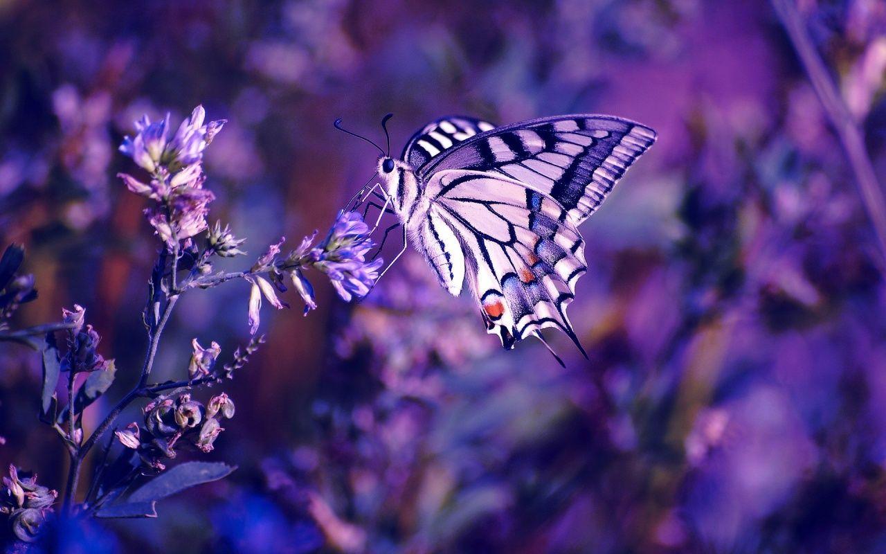 Purple Butterfly Desktop Wallpapers - Top Free Purple Butterfly Desktop ...