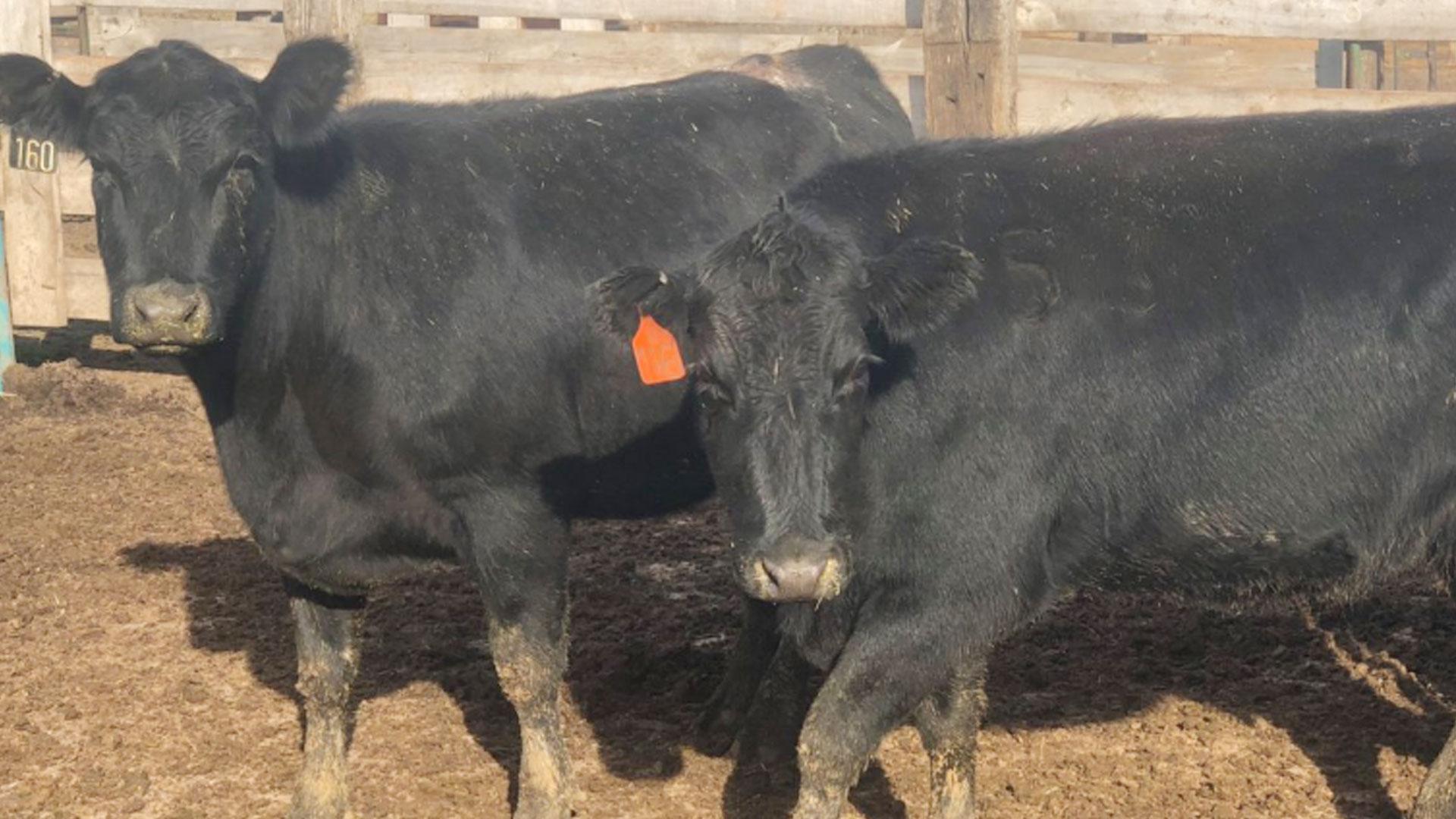 Livestock Wallpapers - Top Free Livestock Backgrounds - WallpaperAccess