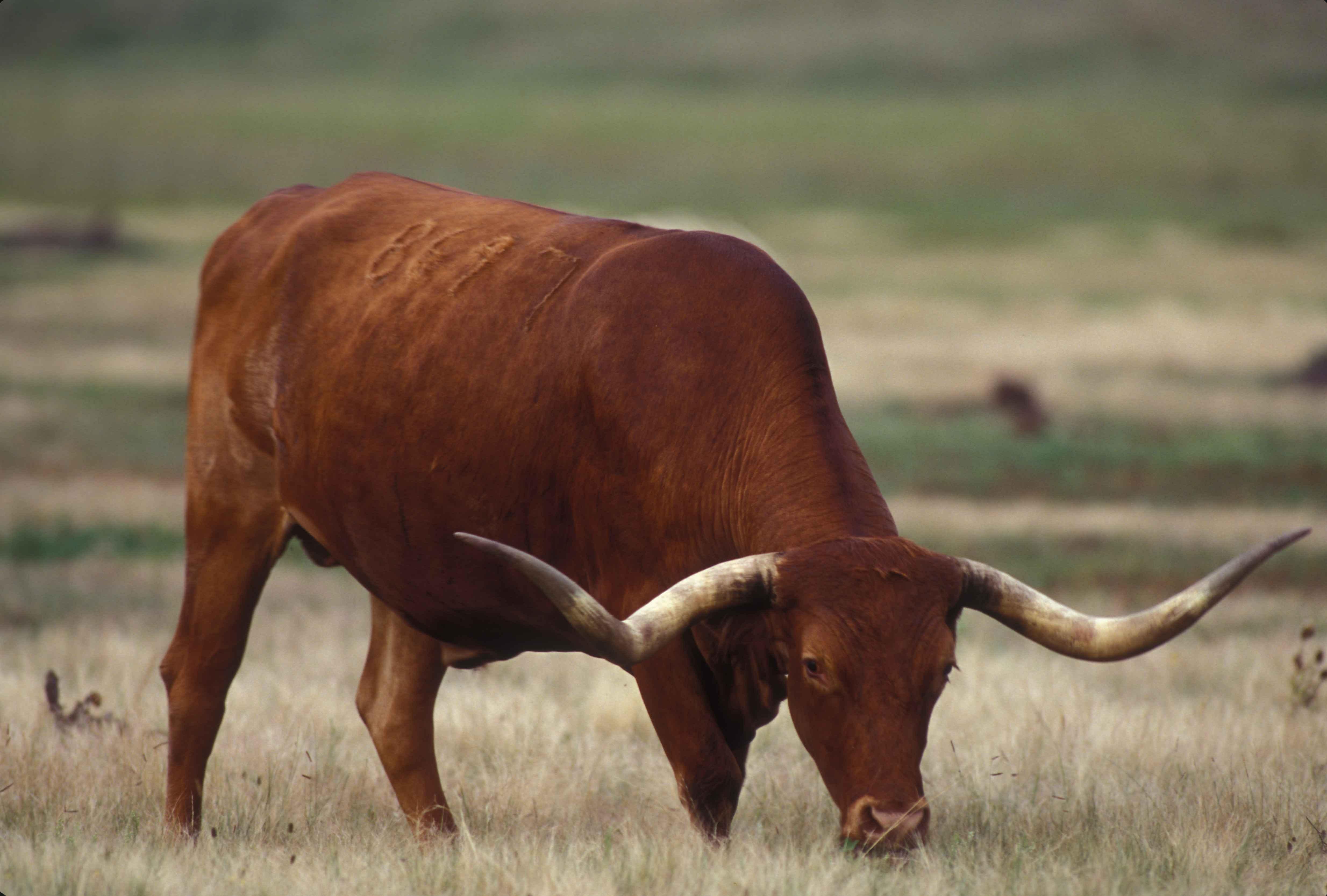 Livestock Wallpapers - Top Free Livestock Backgrounds - WallpaperAccess