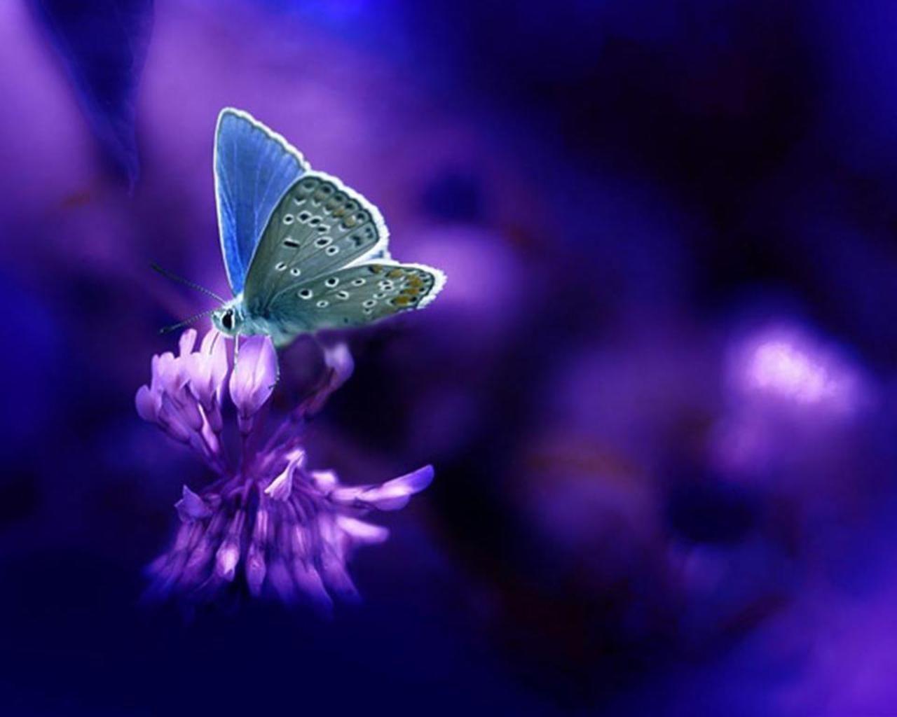 Purple Butterfly Desktop Wallpapers - Top Free Purple Butterfly Desktop ...