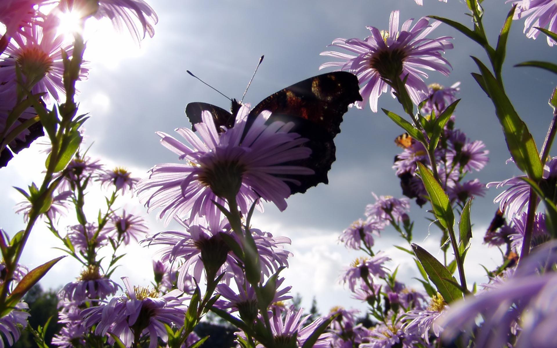 Purple Butterfly Desktop Wallpapers - Top Free Purple Butterfly Desktop ...
