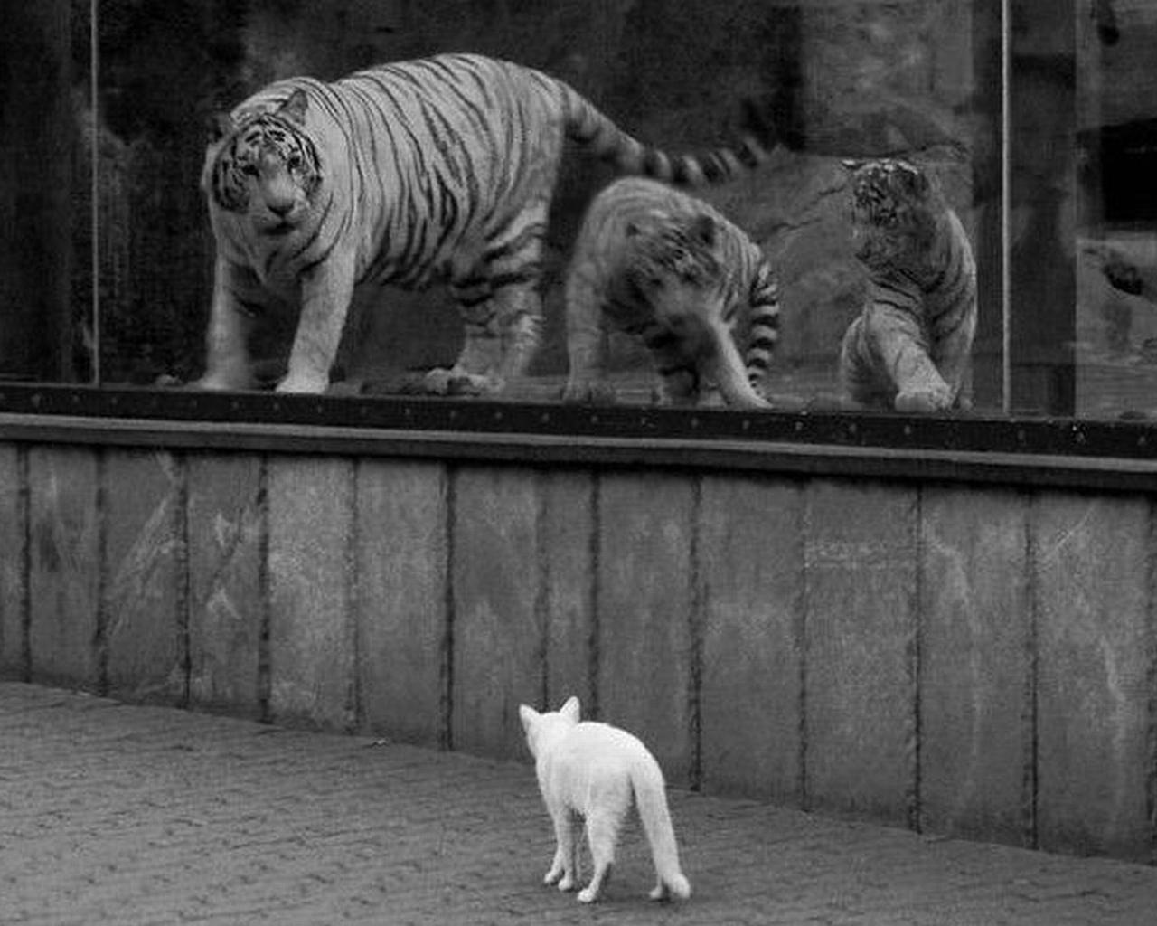 Cat and Tiger Wallpapers - Top Free Cat and Tiger Backgrounds ...