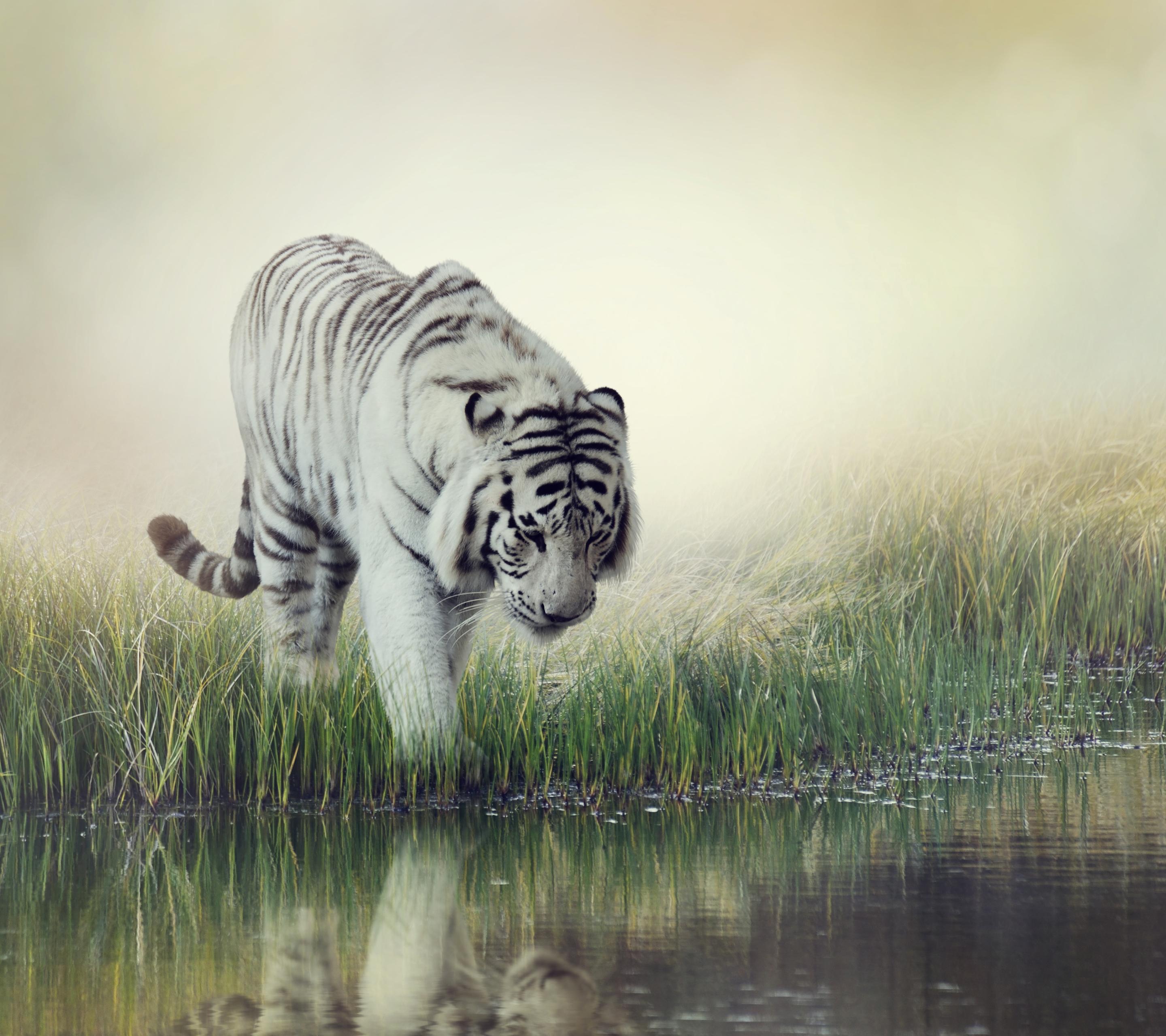 Cat and Tiger Wallpapers - Top Free Cat and Tiger Backgrounds ...