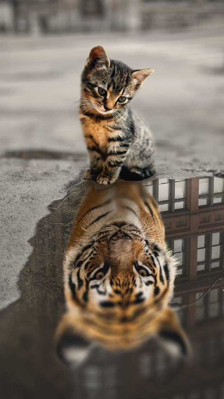 Cat and Tiger Wallpapers - Top Free Cat and Tiger Backgrounds ...