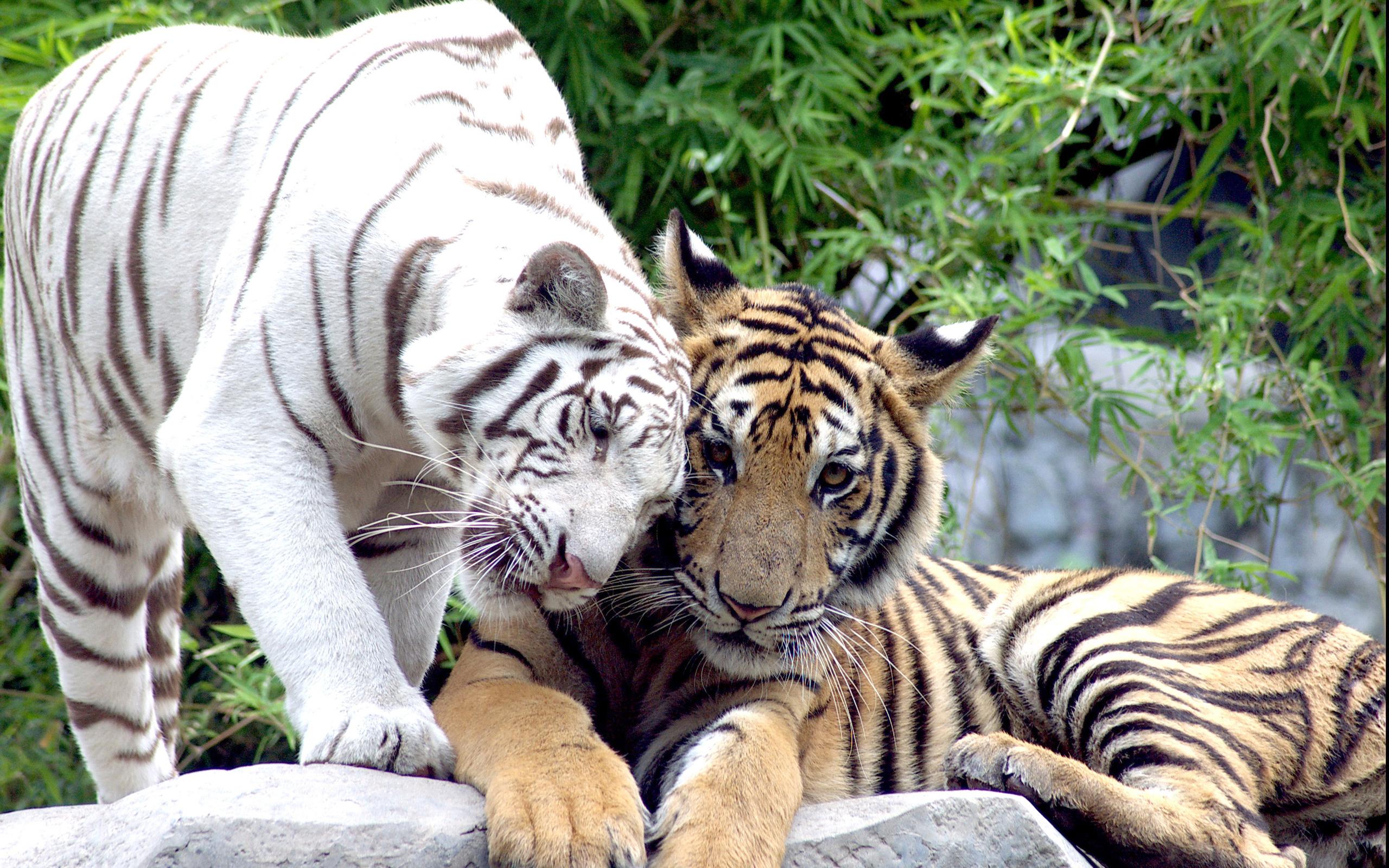 Cat and Tiger Wallpapers - Top Free Cat and Tiger Backgrounds ...