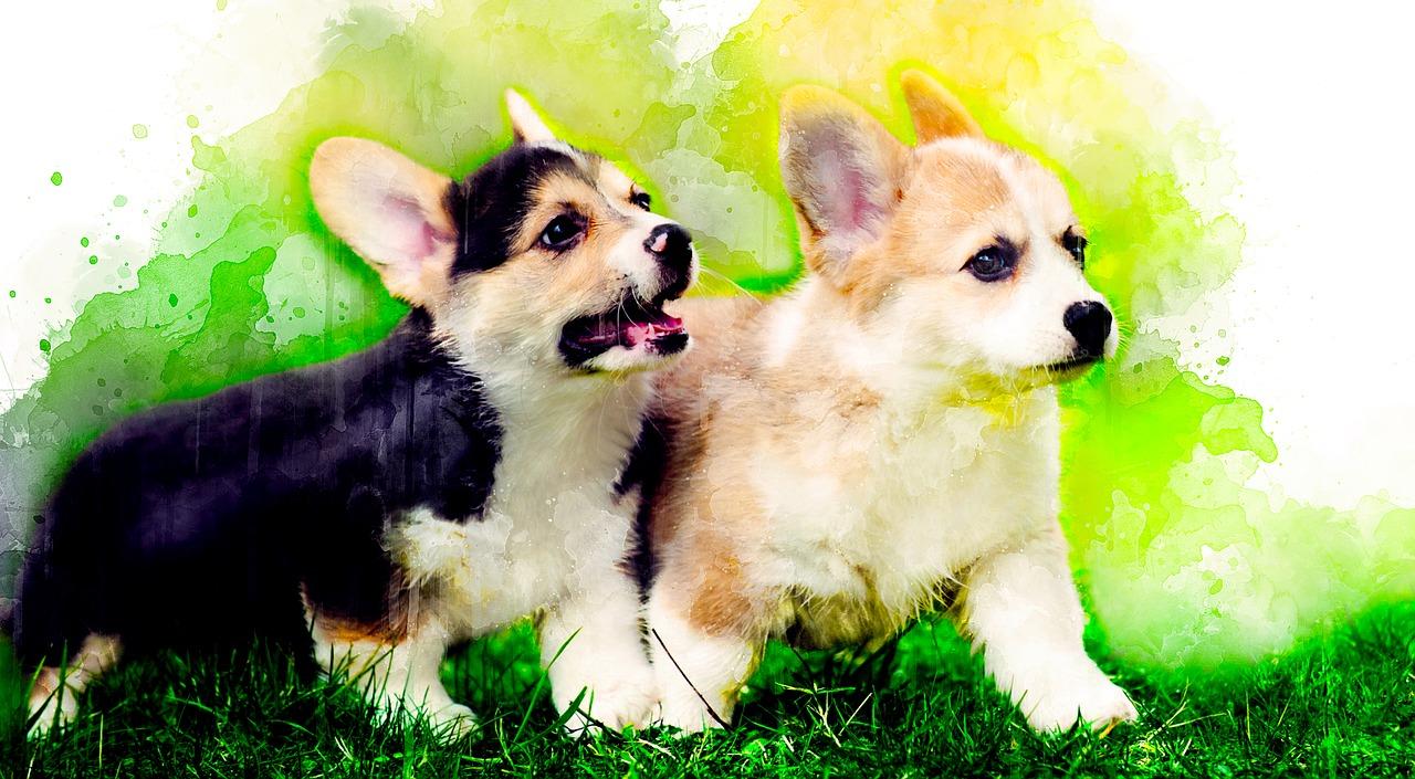 Watercolor Dog Wallpapers - Top Free Watercolor Dog Backgrounds ...