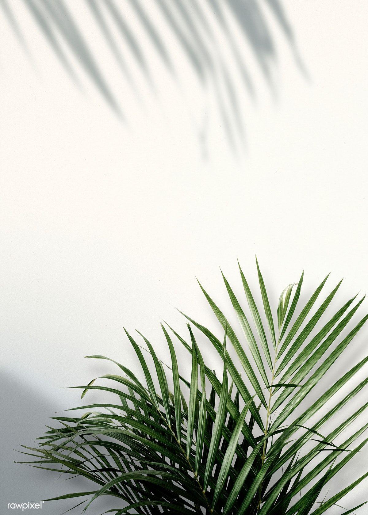 Plant Shadow Wallpapers - Top Free Plant Shadow Backgrounds ...