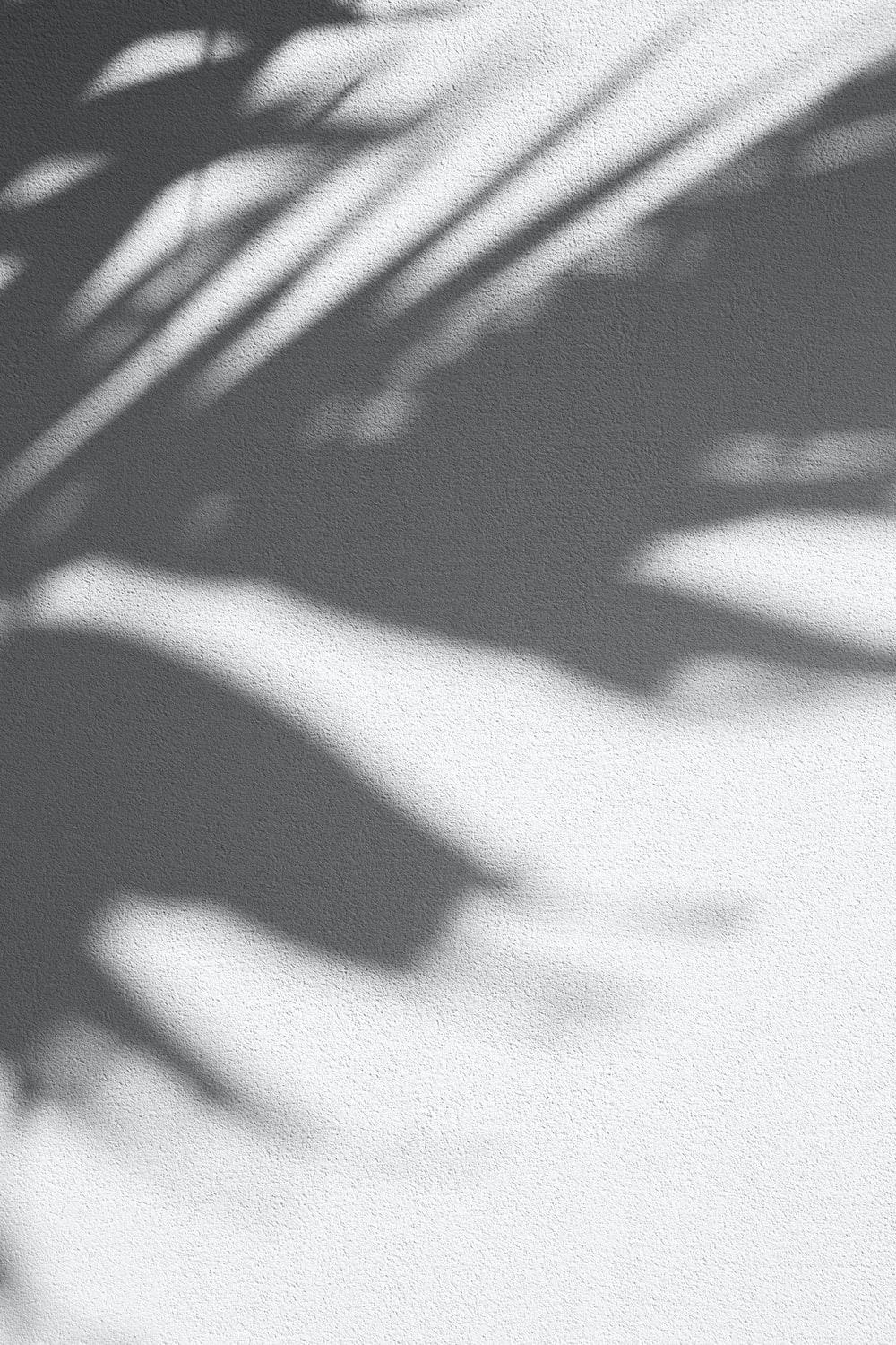 Plant Shadow Wallpapers - Top Free Plant Shadow Backgrounds ...