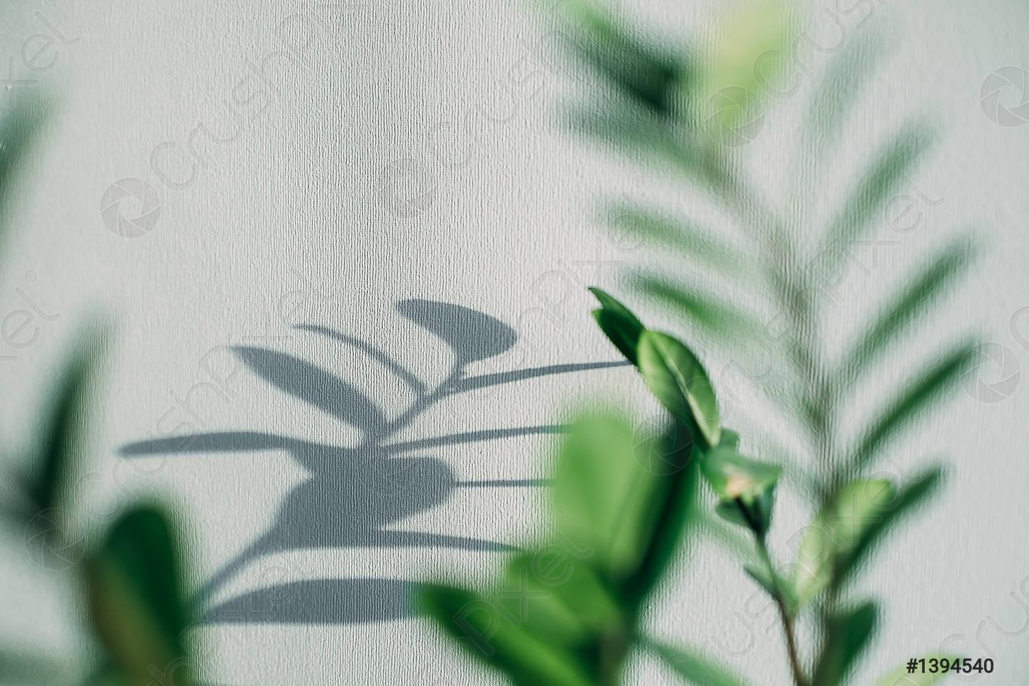 Plant Shadow Wallpapers - Top Free Plant Shadow Backgrounds ...