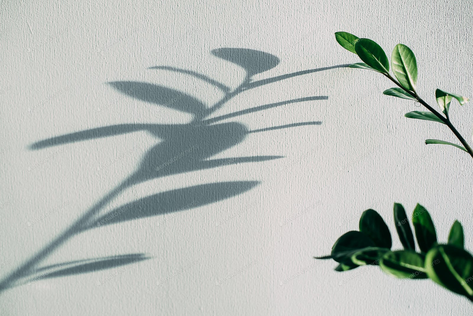 Plant Shadow Wallpapers - Top Free Plant Shadow Backgrounds ...