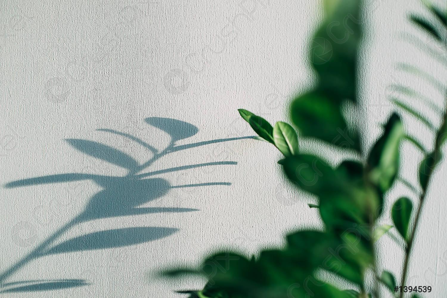 Plant Shadow Wallpapers - Top Free Plant Shadow Backgrounds ...