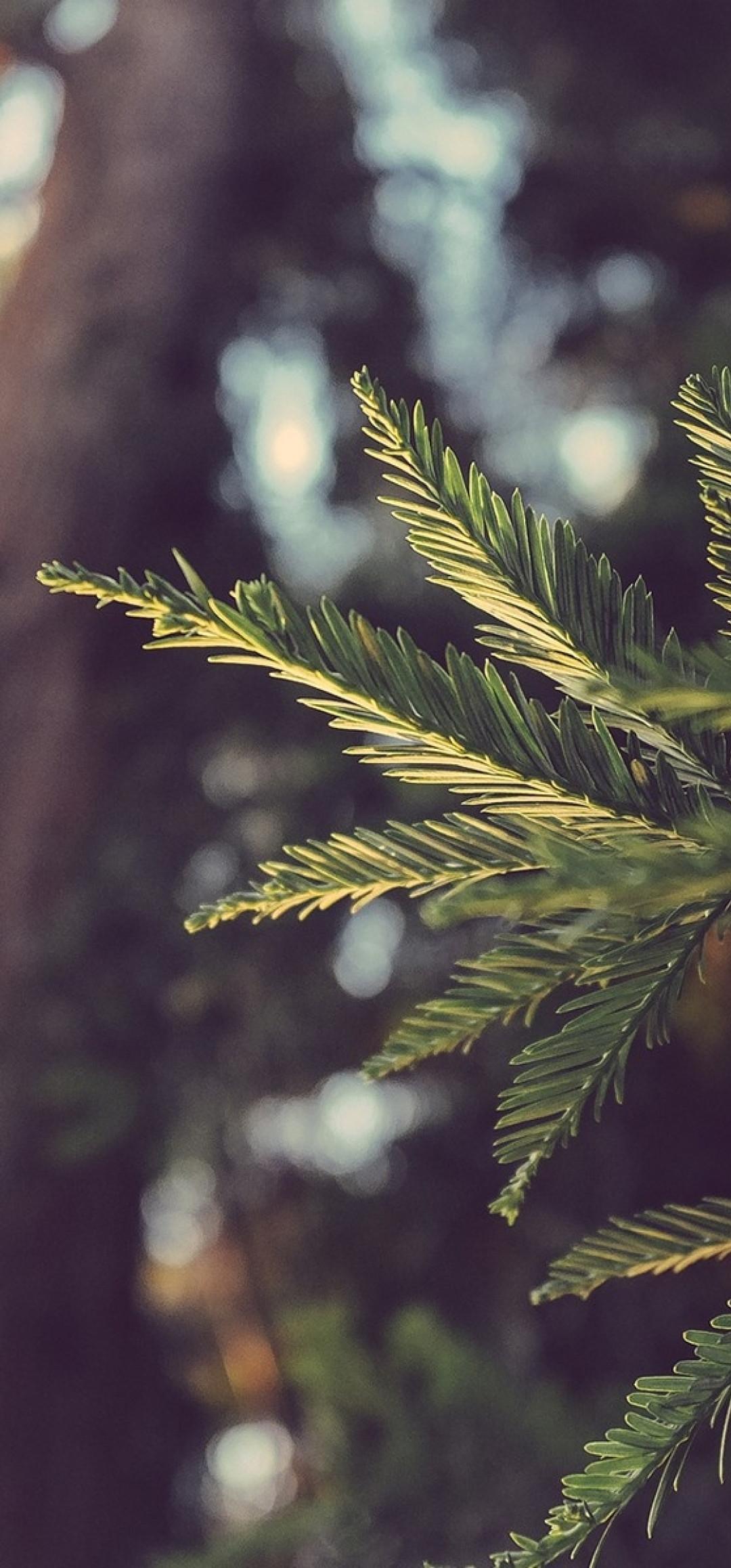 Plant Shadow Wallpapers - Top Free Plant Shadow Backgrounds ...