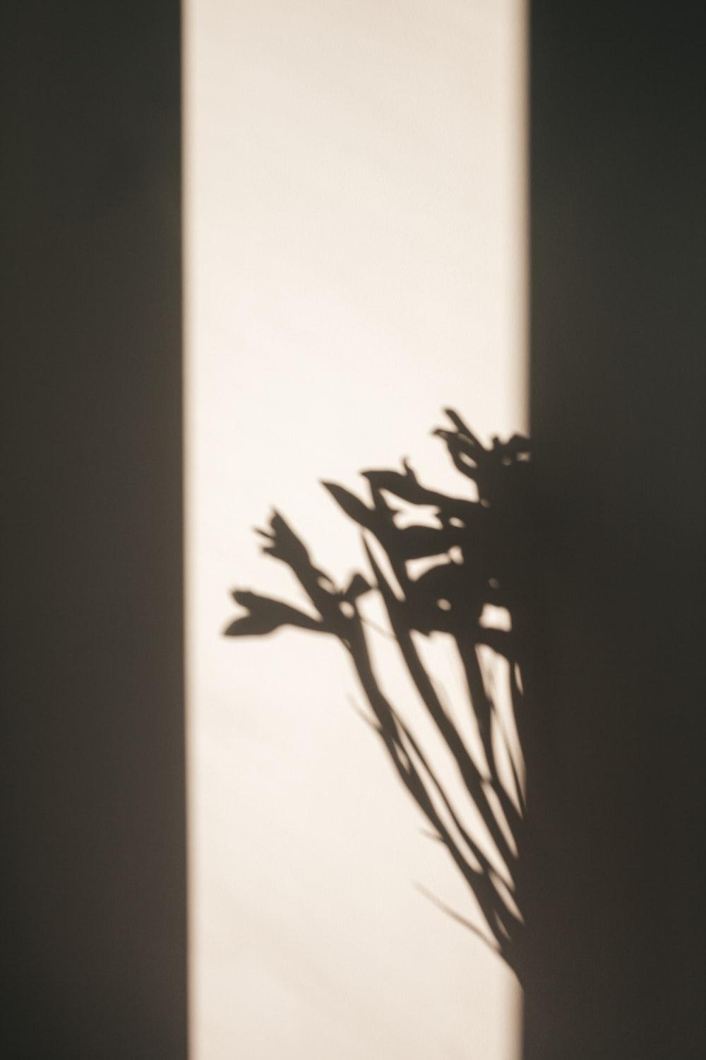 Plant Shadow Wallpapers - Top Free Plant Shadow Backgrounds ...
