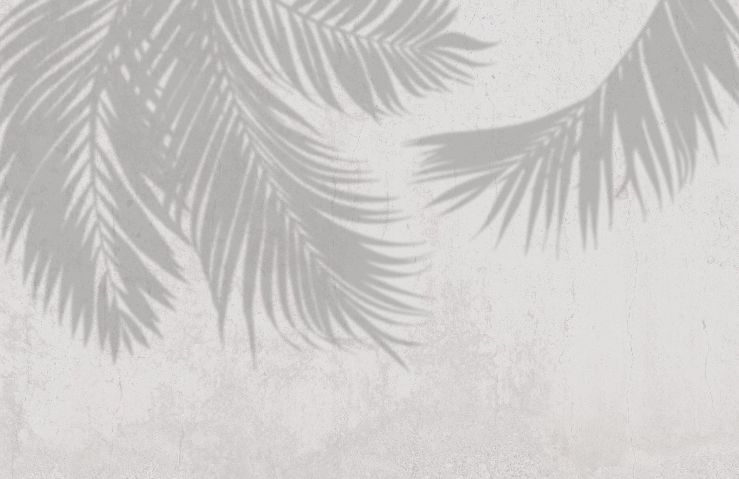 Plant Shadow Wallpapers - Top Free Plant Shadow Backgrounds ...