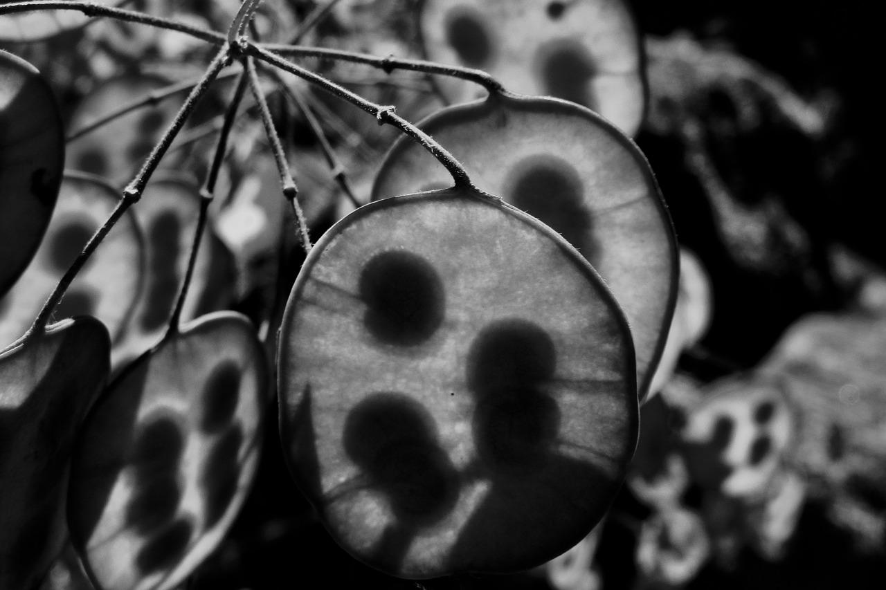 Plant Shadow Wallpapers - Top Free Plant Shadow Backgrounds ...