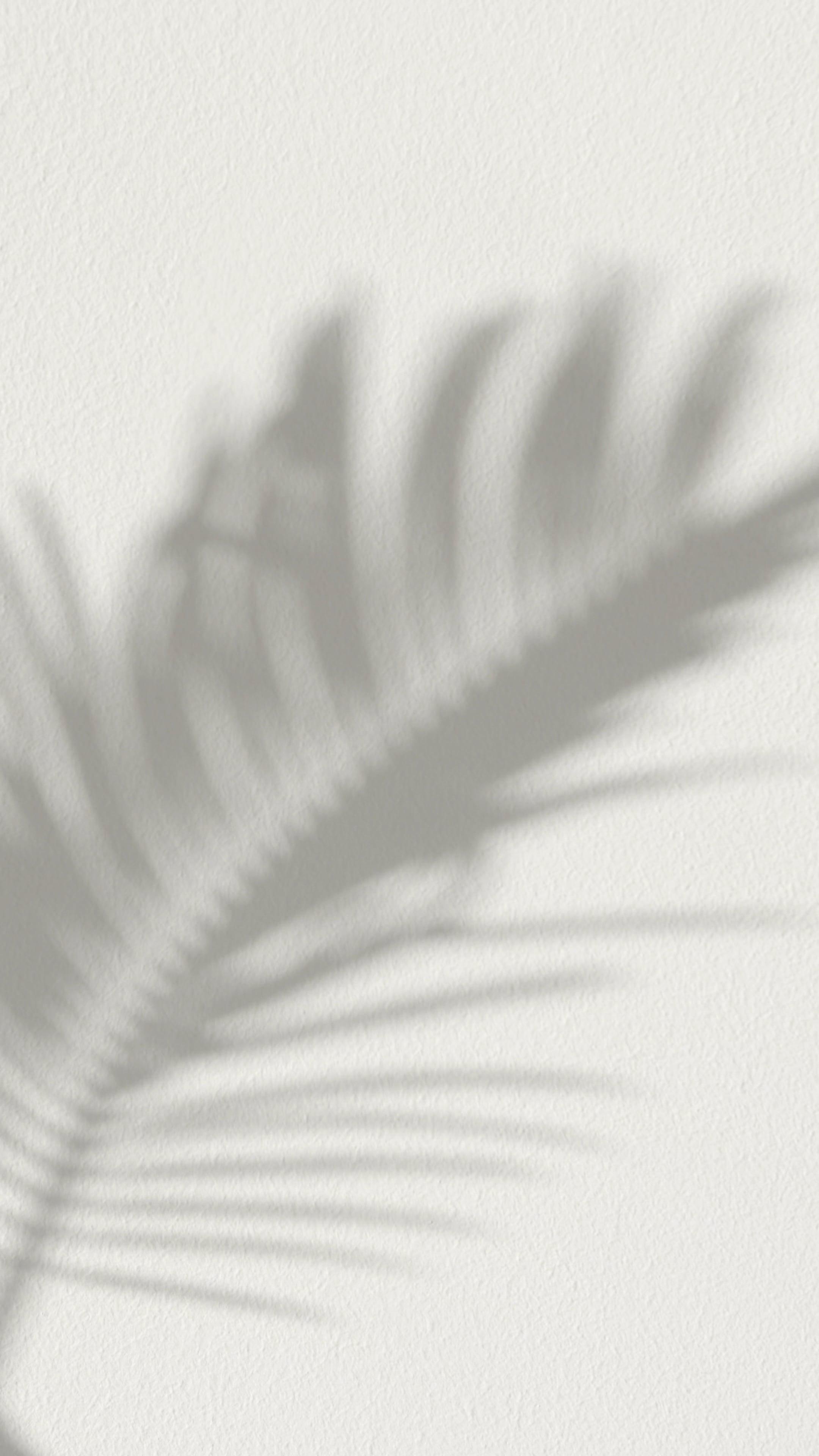 Plant Shadow Wallpapers - Top Free Plant Shadow Backgrounds ...