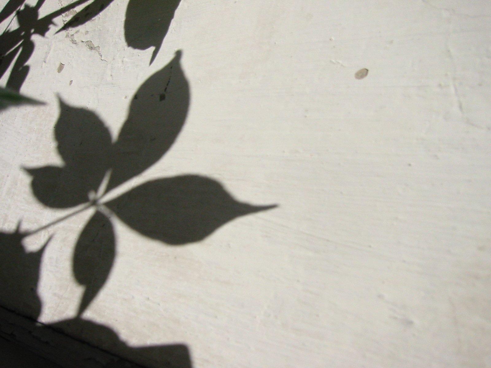 Plant Shadow Wallpapers - Top Free Plant Shadow Backgrounds ...