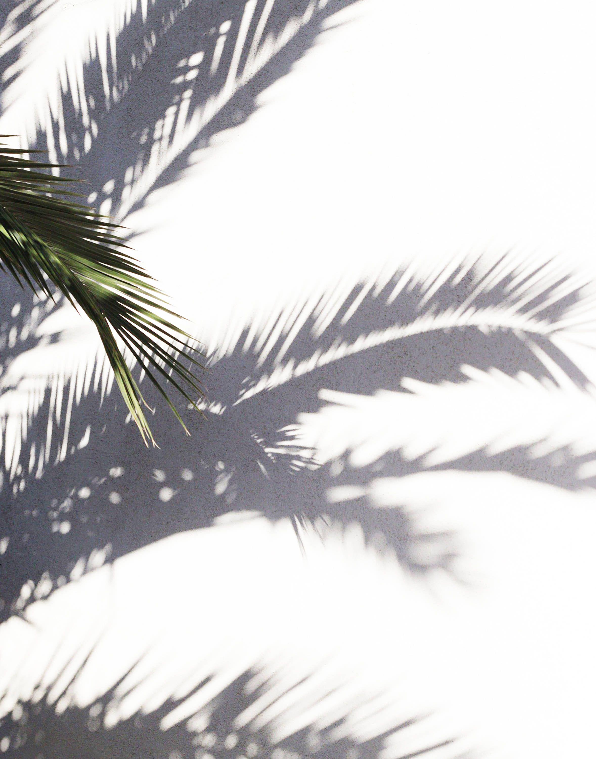 Plant Shadow Wallpapers - Top Free Plant Shadow Backgrounds ...