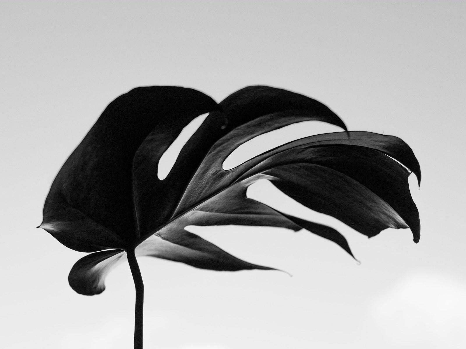 Plant Shadow Wallpapers - Top Free Plant Shadow Backgrounds ...