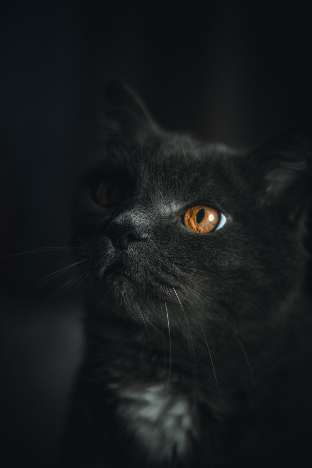 Cool Black Cat Wallpapers - Top Free Cool Black Cat Backgrounds ...