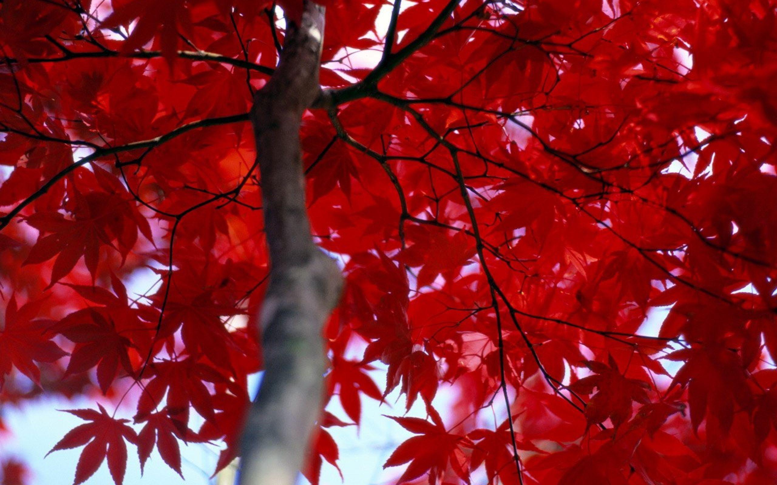 Red Autumn Leaves Wallpapers - Top Free Red Autumn Leaves Backgrounds ...