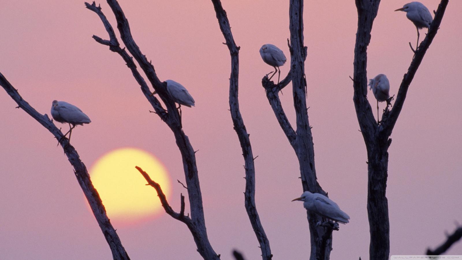 Birds and Trees Wallpapers - Top Free Birds and Trees Backgrounds ...