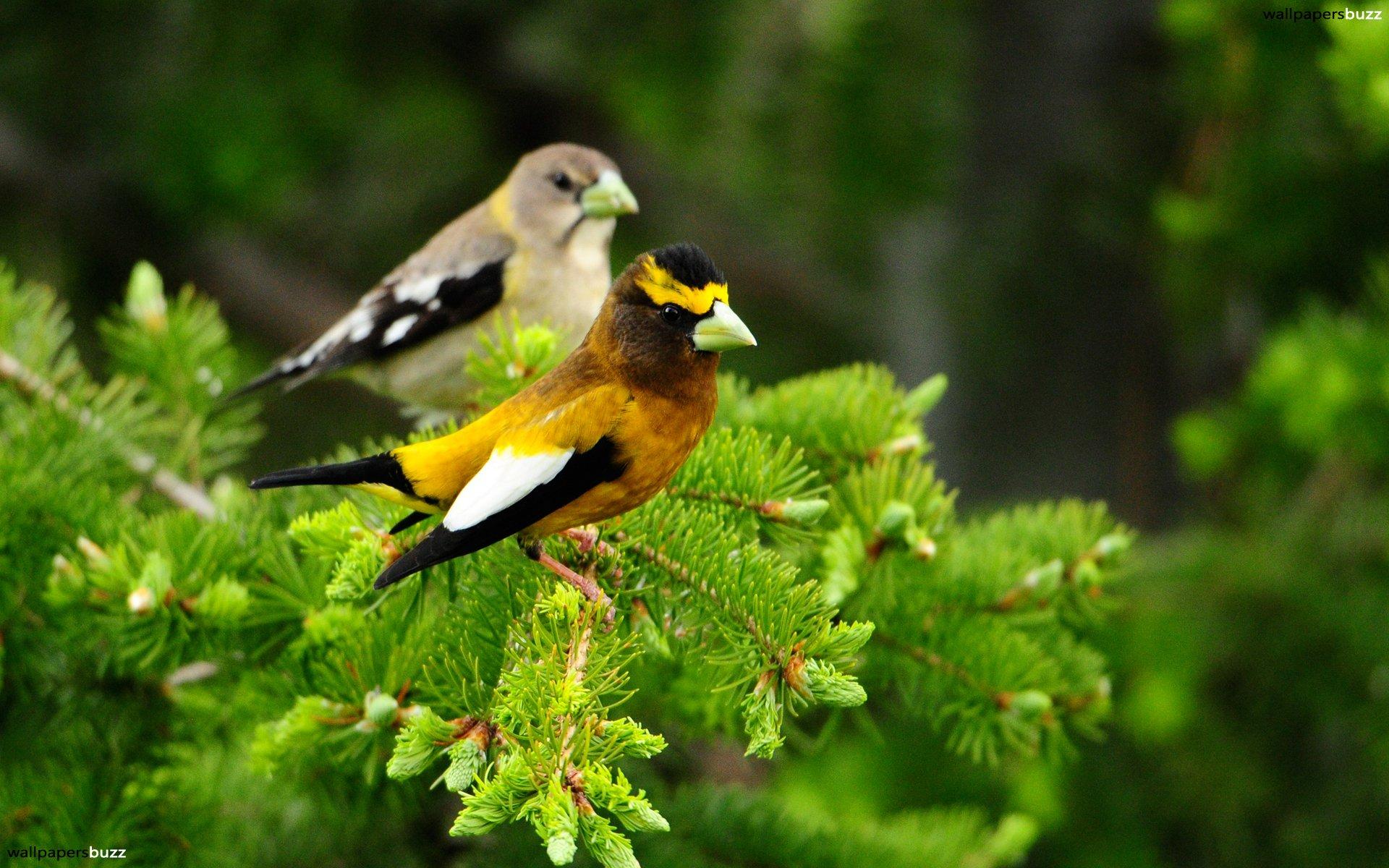 Birds and Trees Wallpapers - Top Free Birds and Trees Backgrounds ...