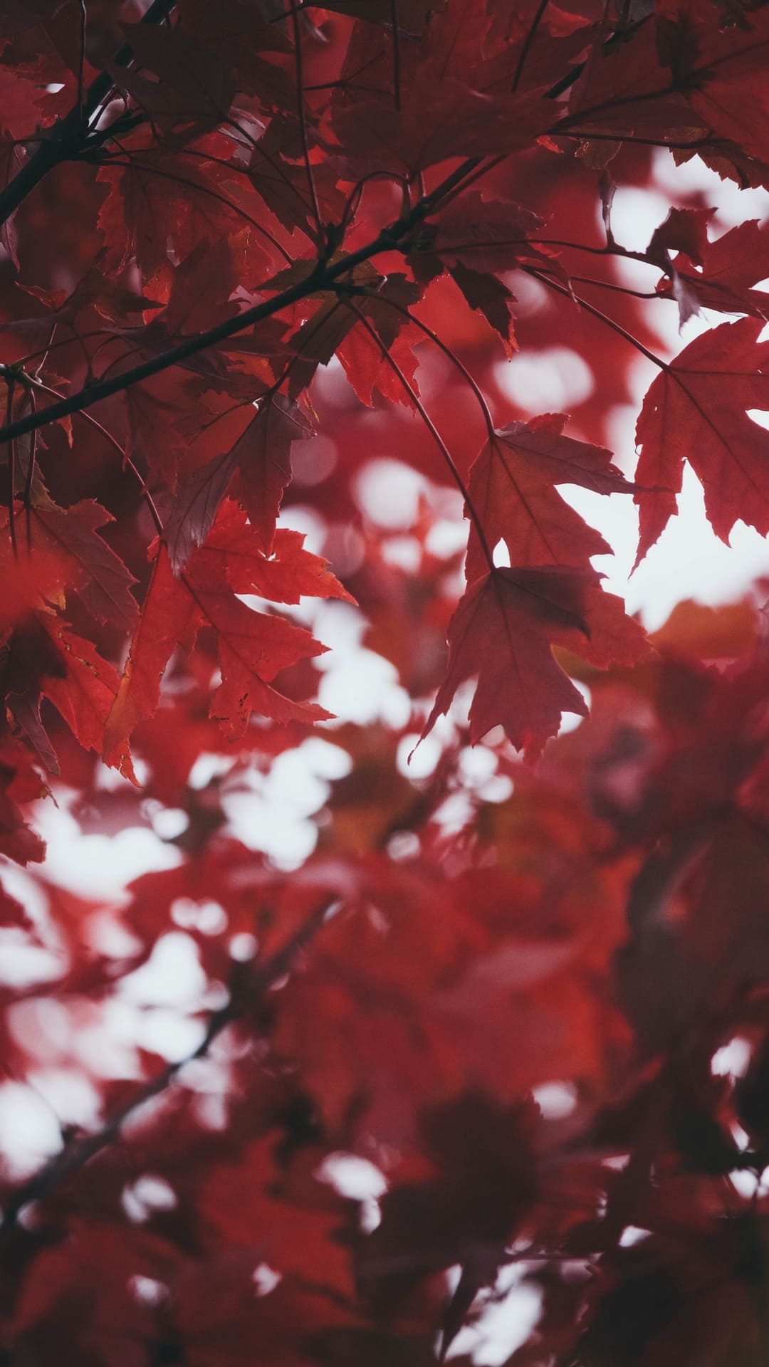 Red Autumn Leaves Wallpapers - Top Free Red Autumn Leaves Backgrounds ...