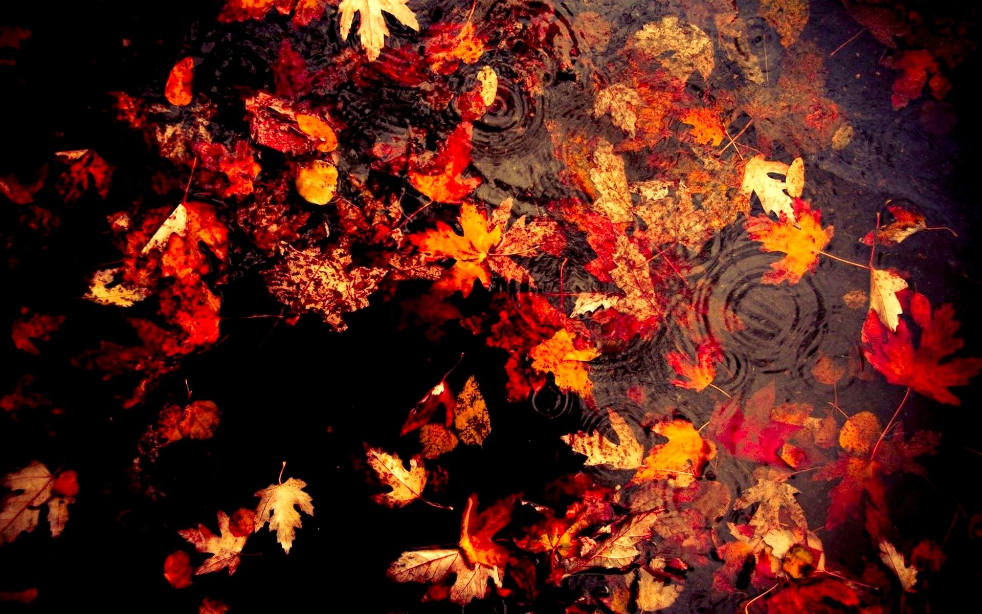Red Autumn Leaves Wallpapers - Top Free Red Autumn Leaves Backgrounds ...