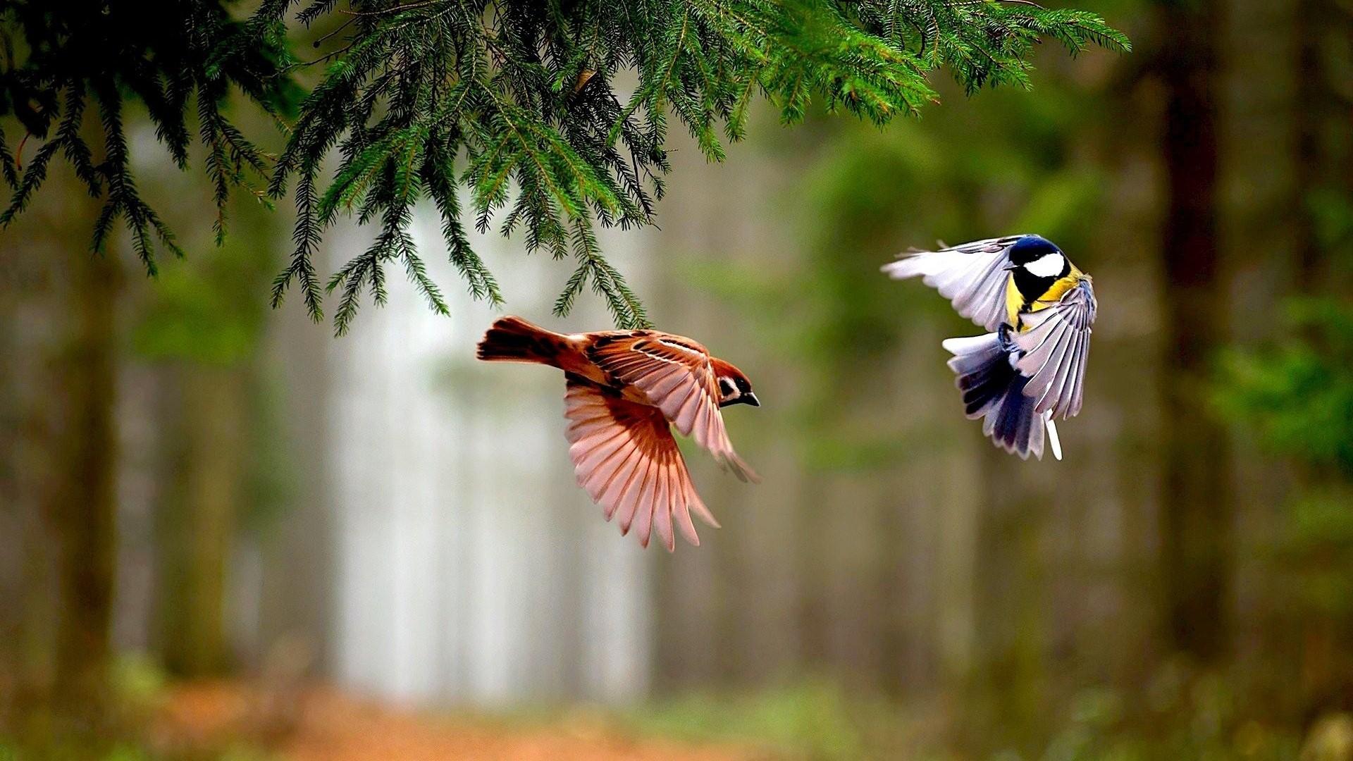 Birds And Trees Wallpapers Top Free Birds And Trees Backgrounds Wallpaperaccess