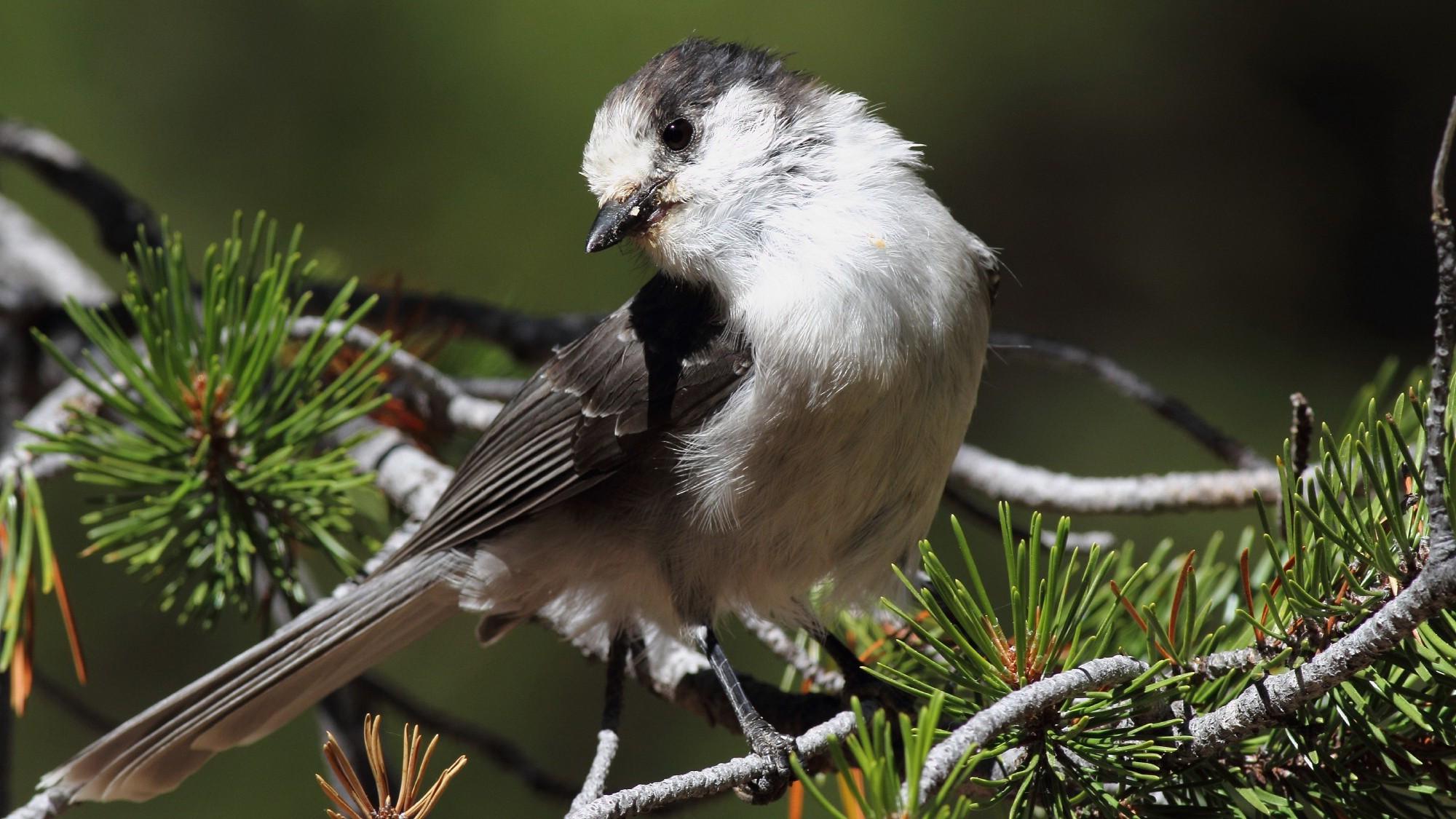 Birds and Trees Wallpapers - Top Free Birds and Trees Backgrounds ...